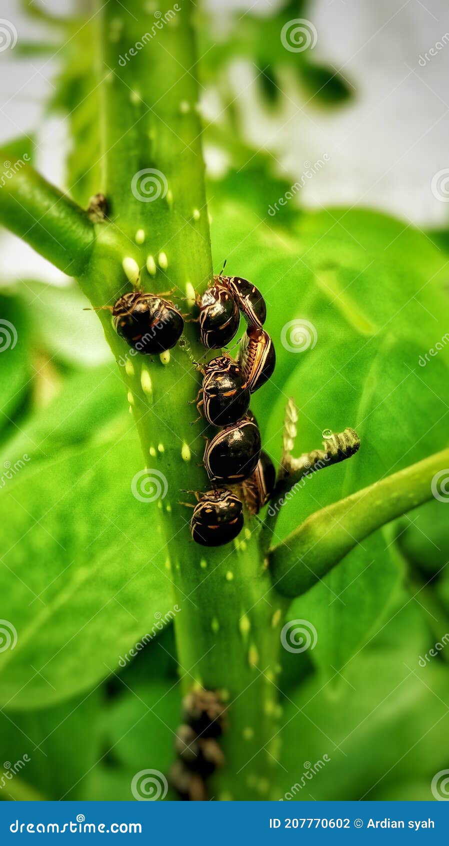 Insects Stuck To the Trunks of Wild Trees Stock Photo - Image of wild ...