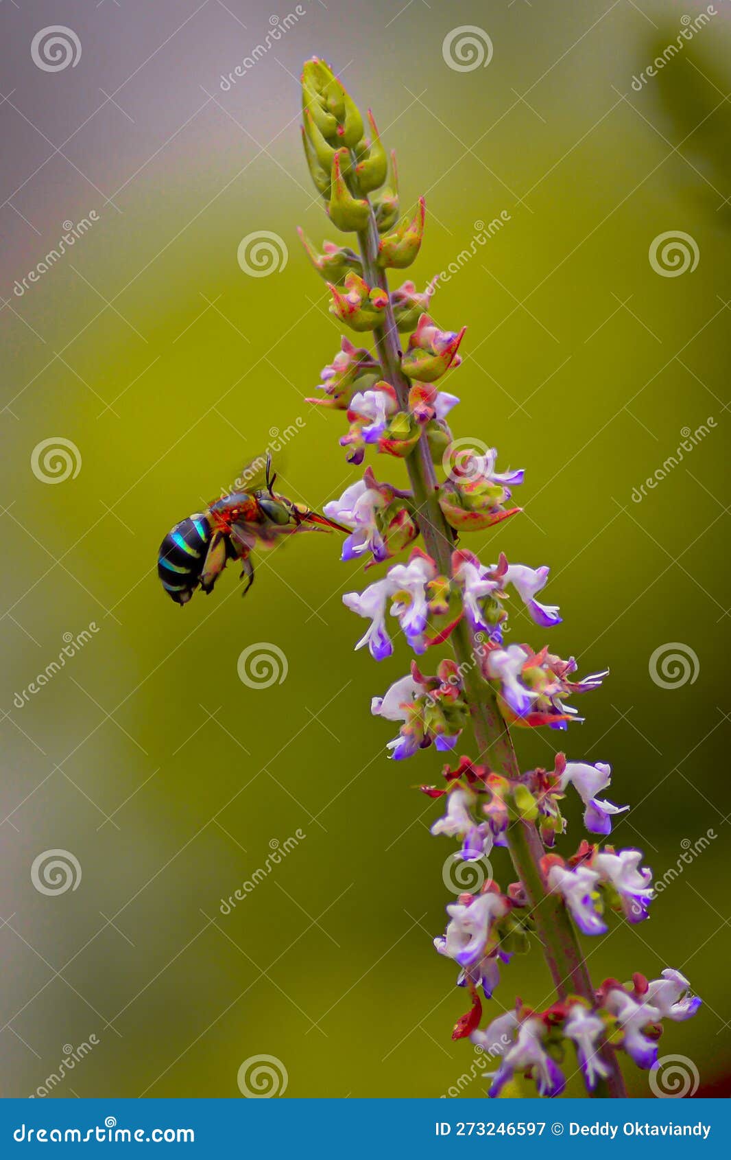 Insects suck flower juice stock image. Image of juice - 273246597