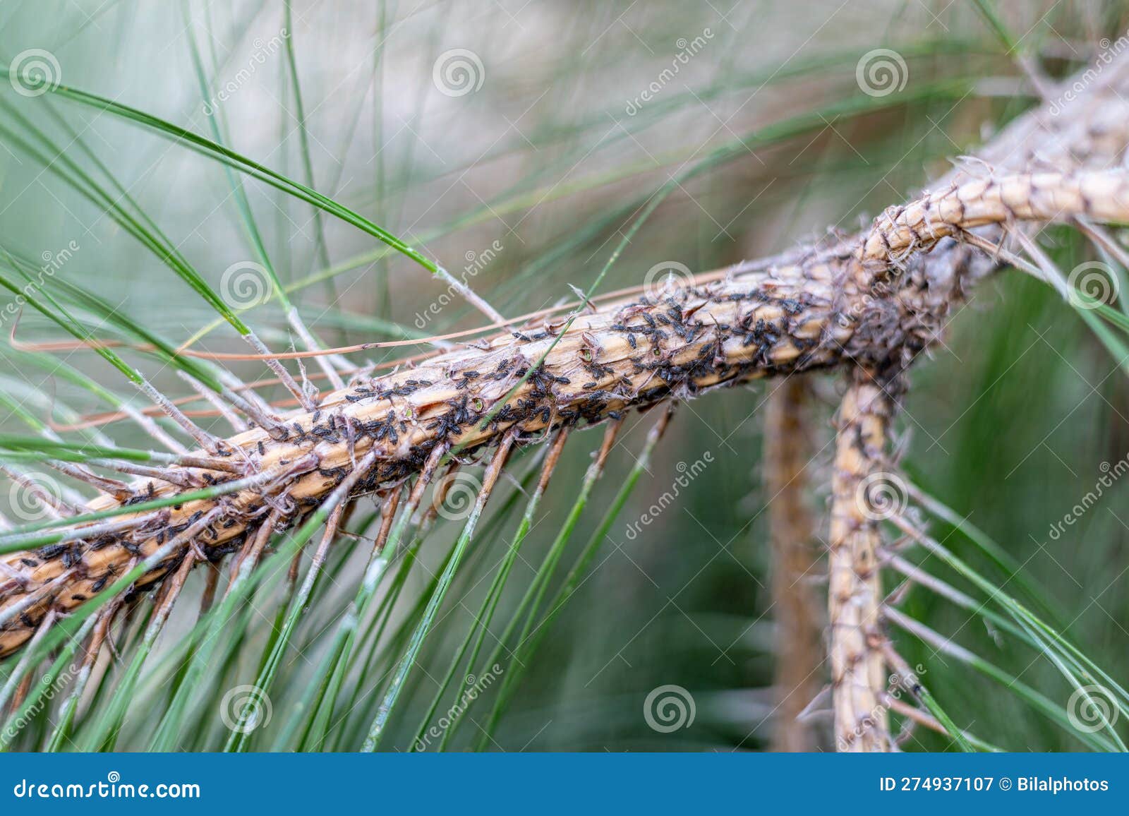 Insects Sucking Sap from Tree. Selective Focus Stock Image - Image of ...