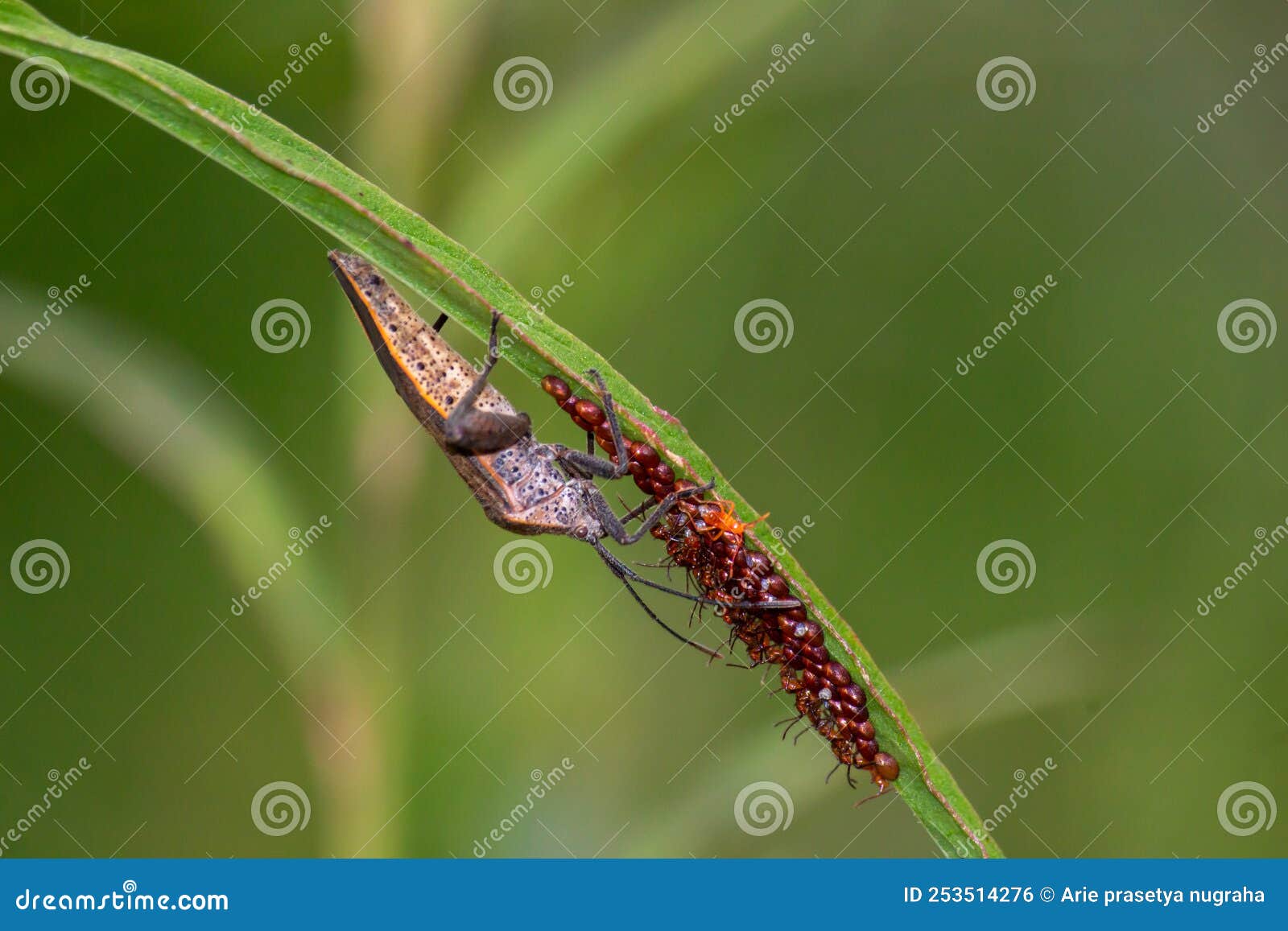 Insects and Their Eggs Hatching on the Leaves Stock Photo - Image of ...