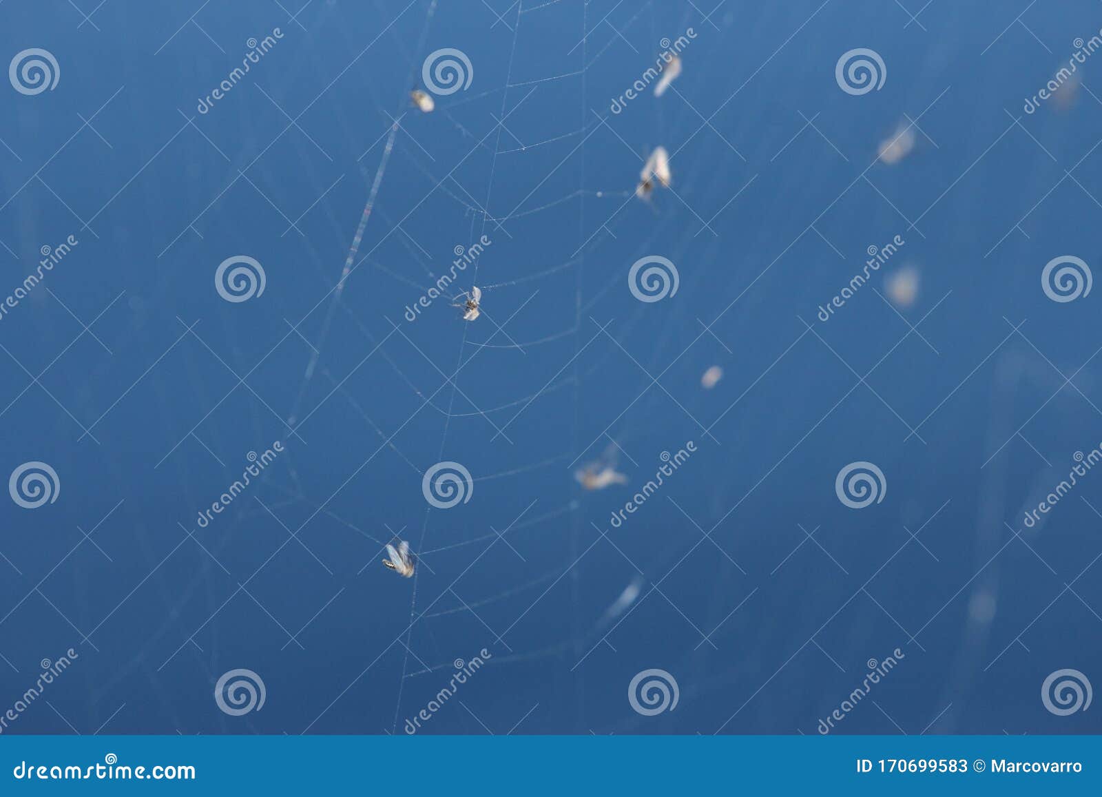 Flies Trapped in Spider Web Stock Image - Image of silk, morning: 170699583