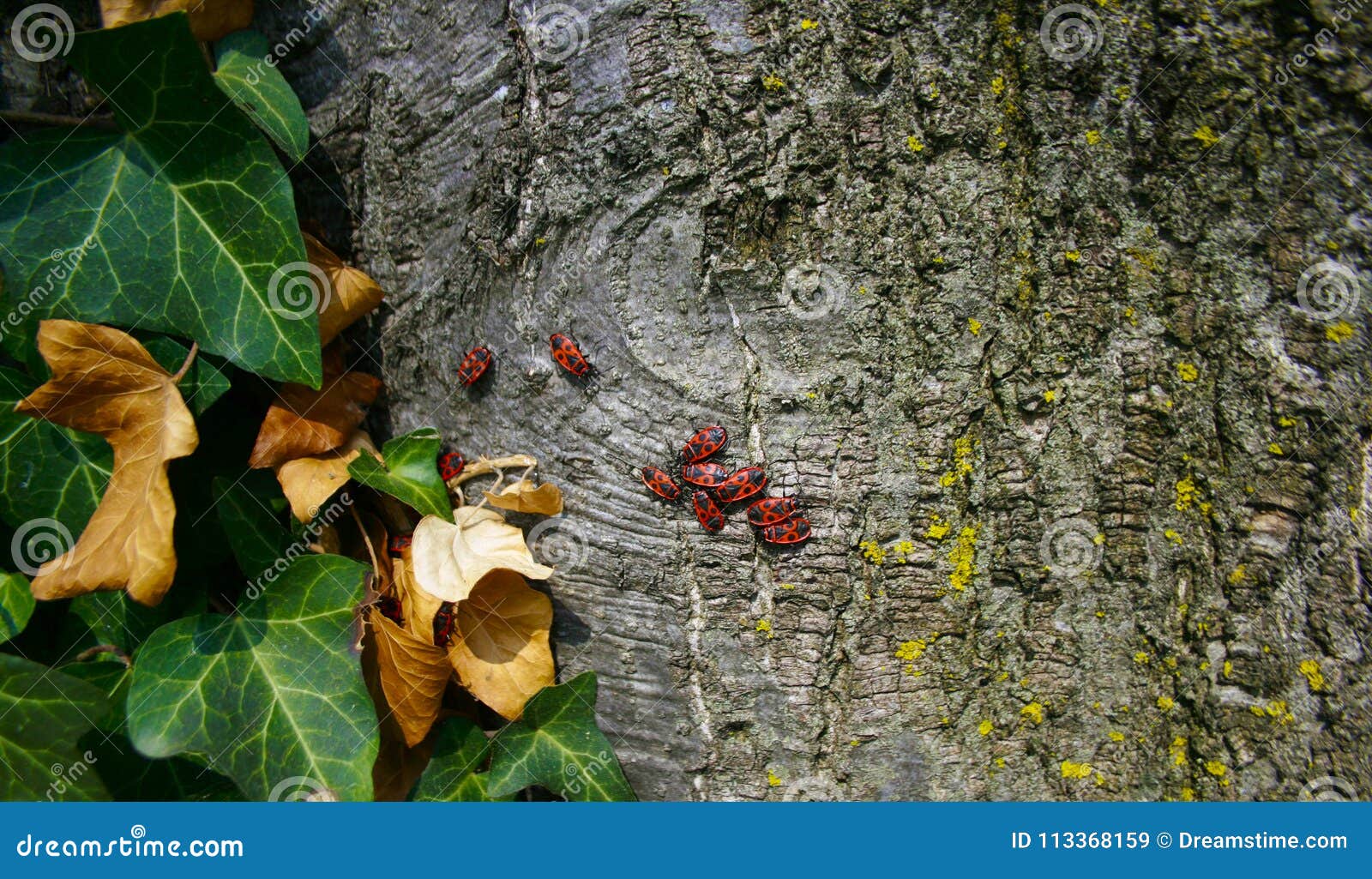 Insects on tree stock image. Image of wild, animal, fullmouth - 113368159