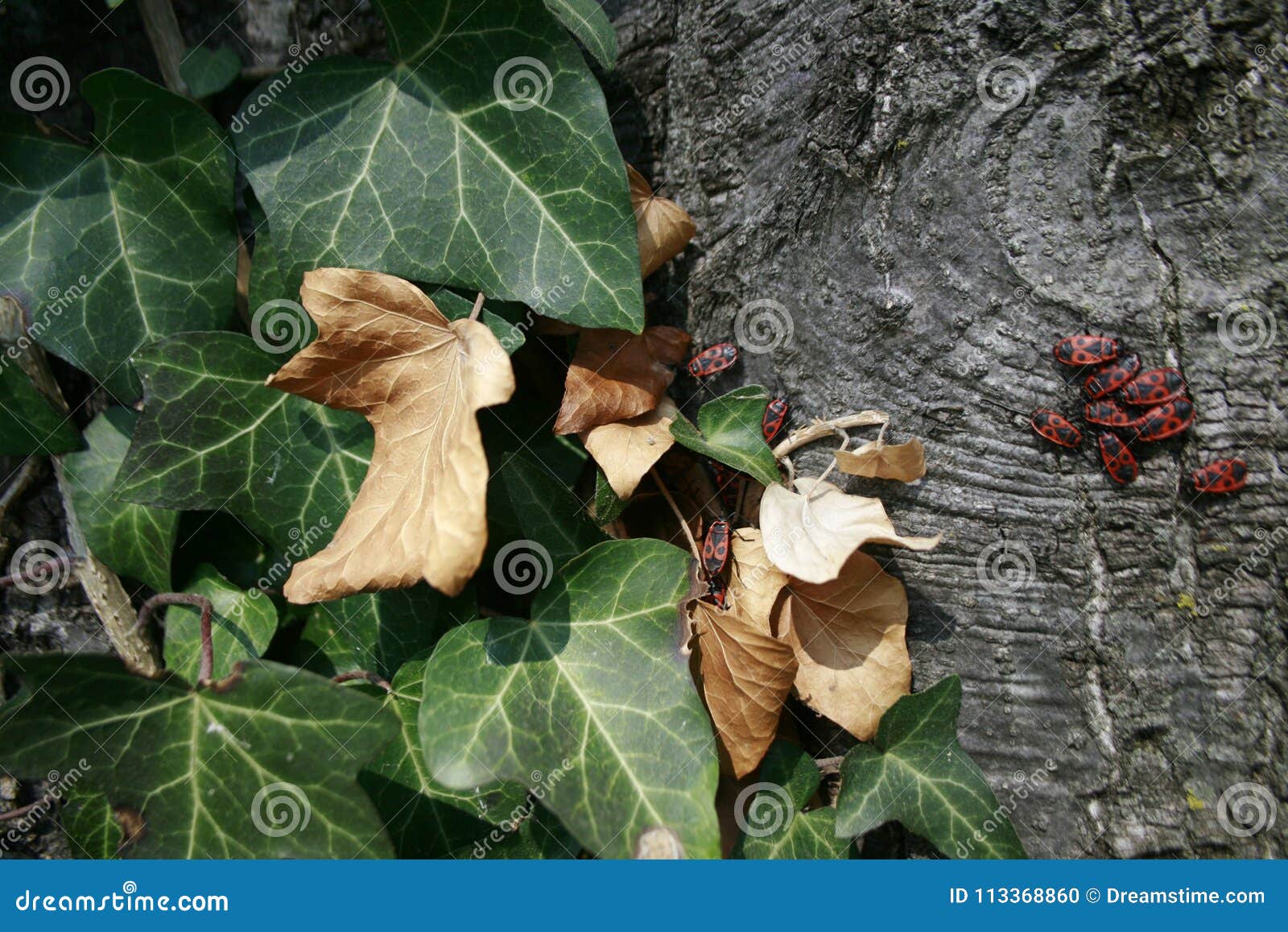 Insects on tree stock photo. Image of nature, tree, firebug - 113368860