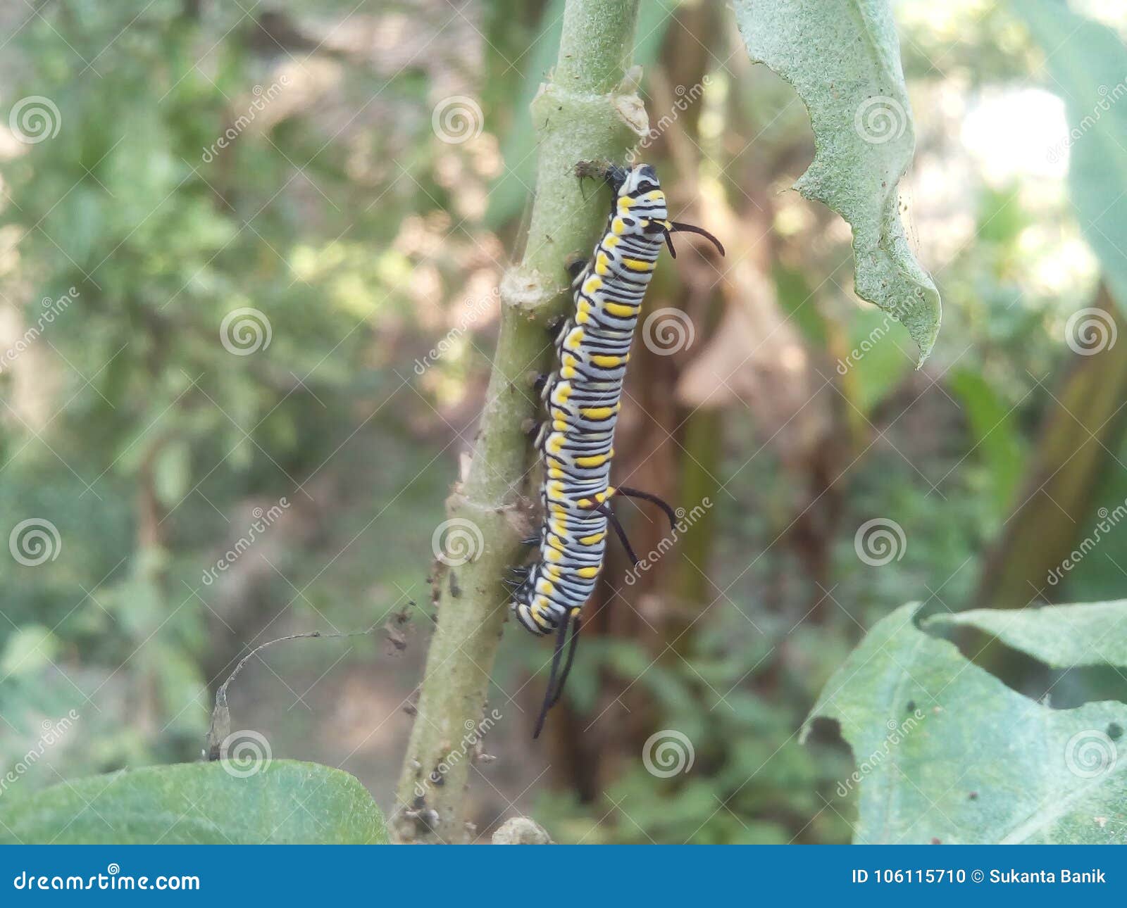 Insects on the tree stock photo. Image of tree, insects - 106115710