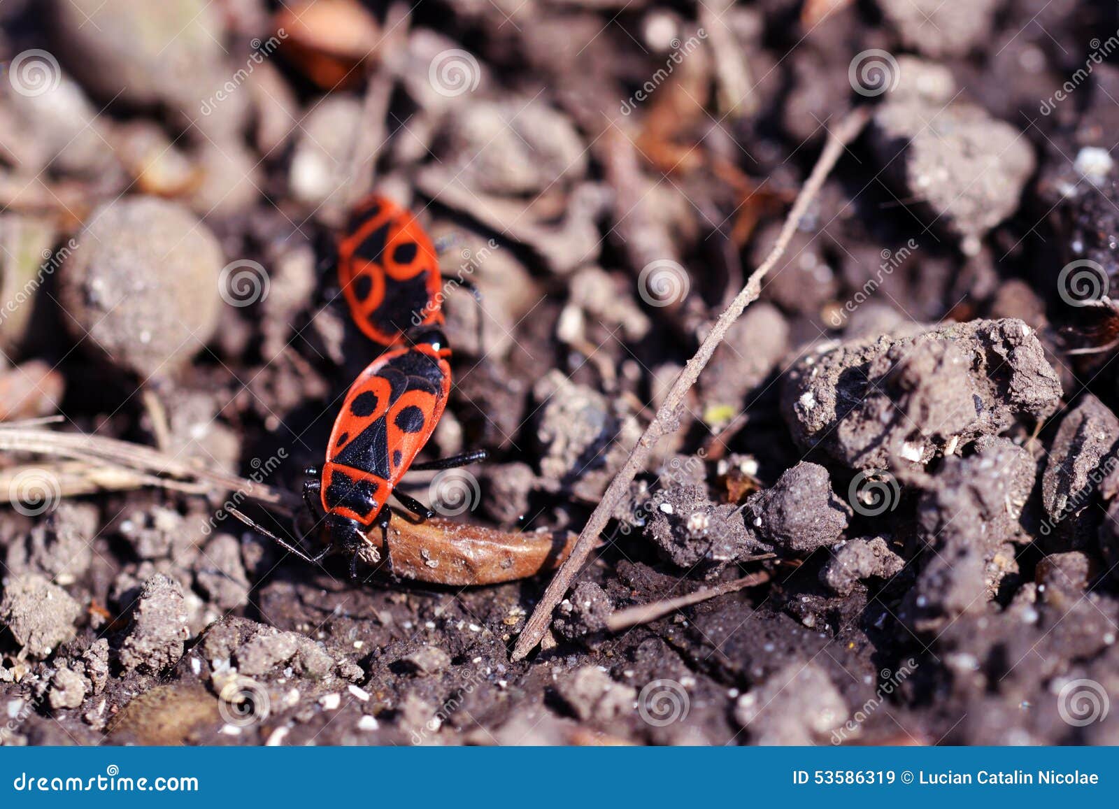 Insects stock image. Image of nature, mating, ritual - 53586319