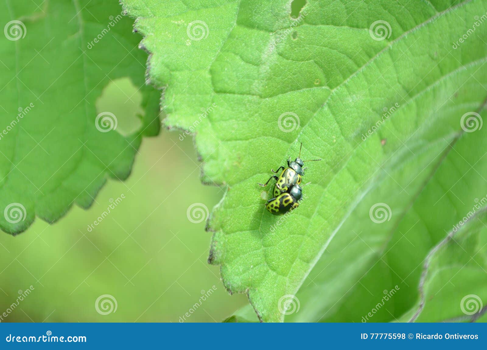Insects stock photo. Image of reproduction, together - 77775598