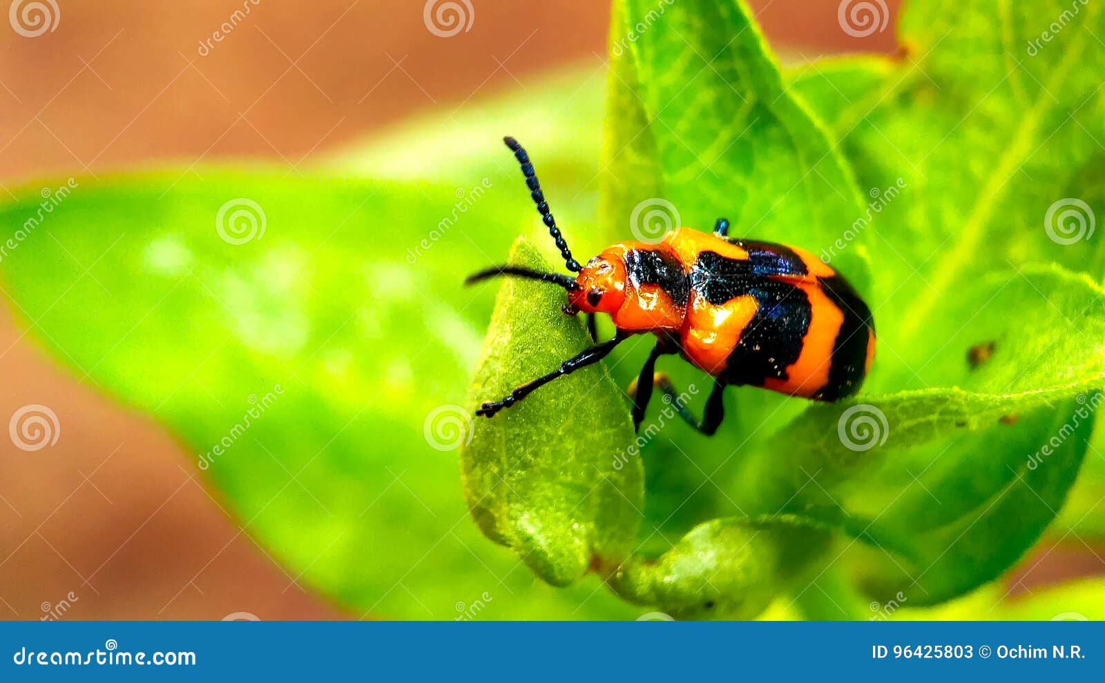 Insects stock image. Image of amazing, insects, nature - 96425803