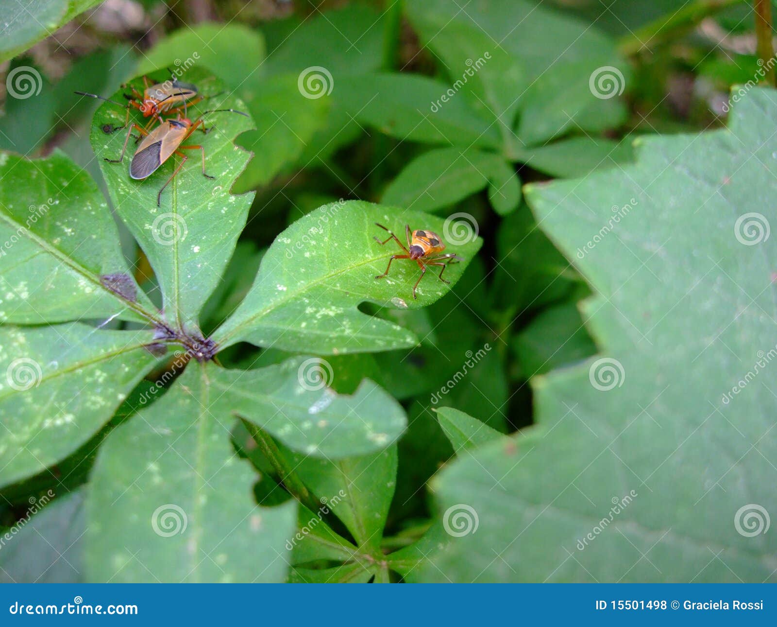 Three Insects Are Busy At Their Specific Station Royalty-Free Stock ...