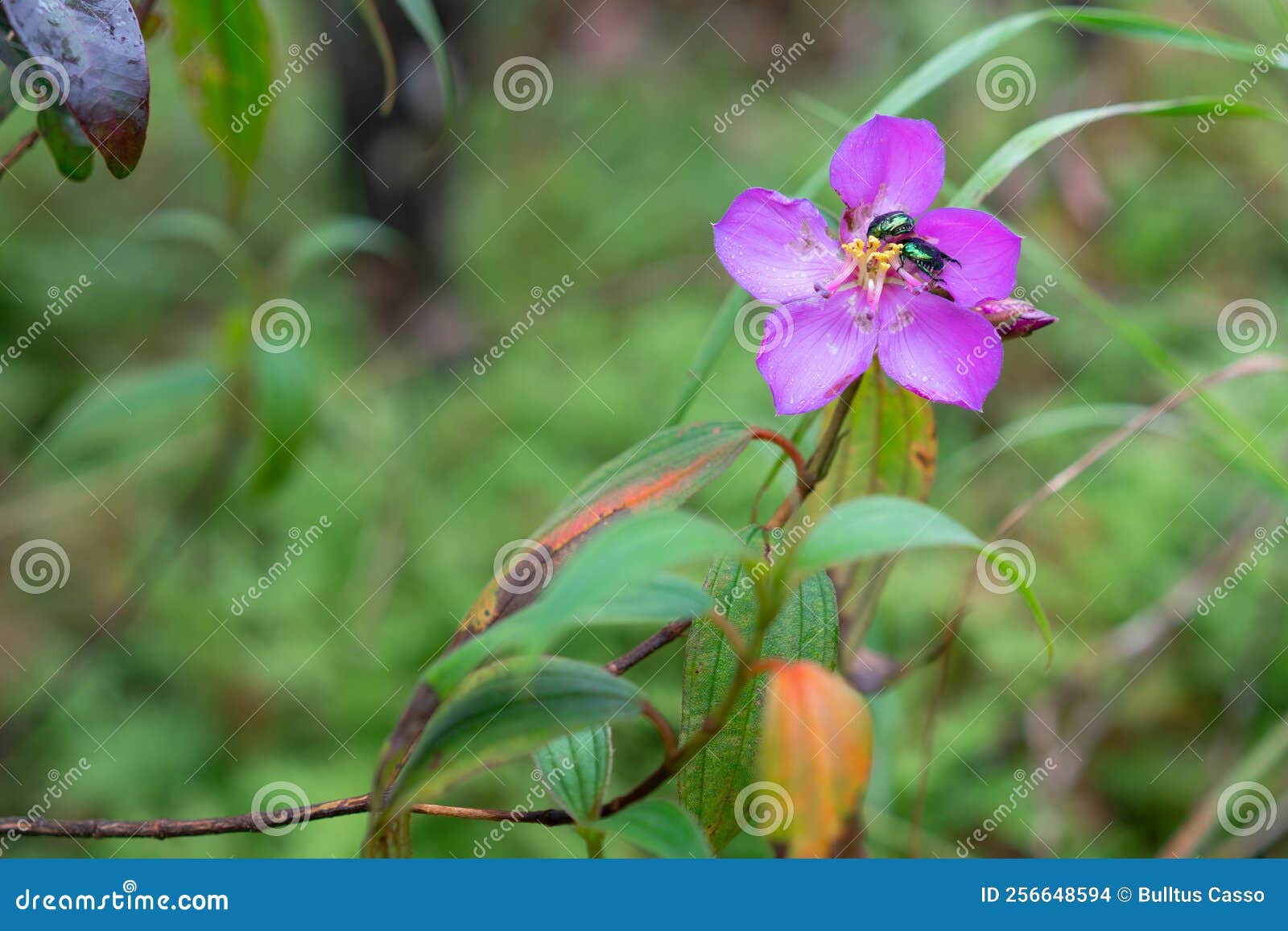 Insects in Violet Flowers at the Forest Stock Photo - Image of color ...