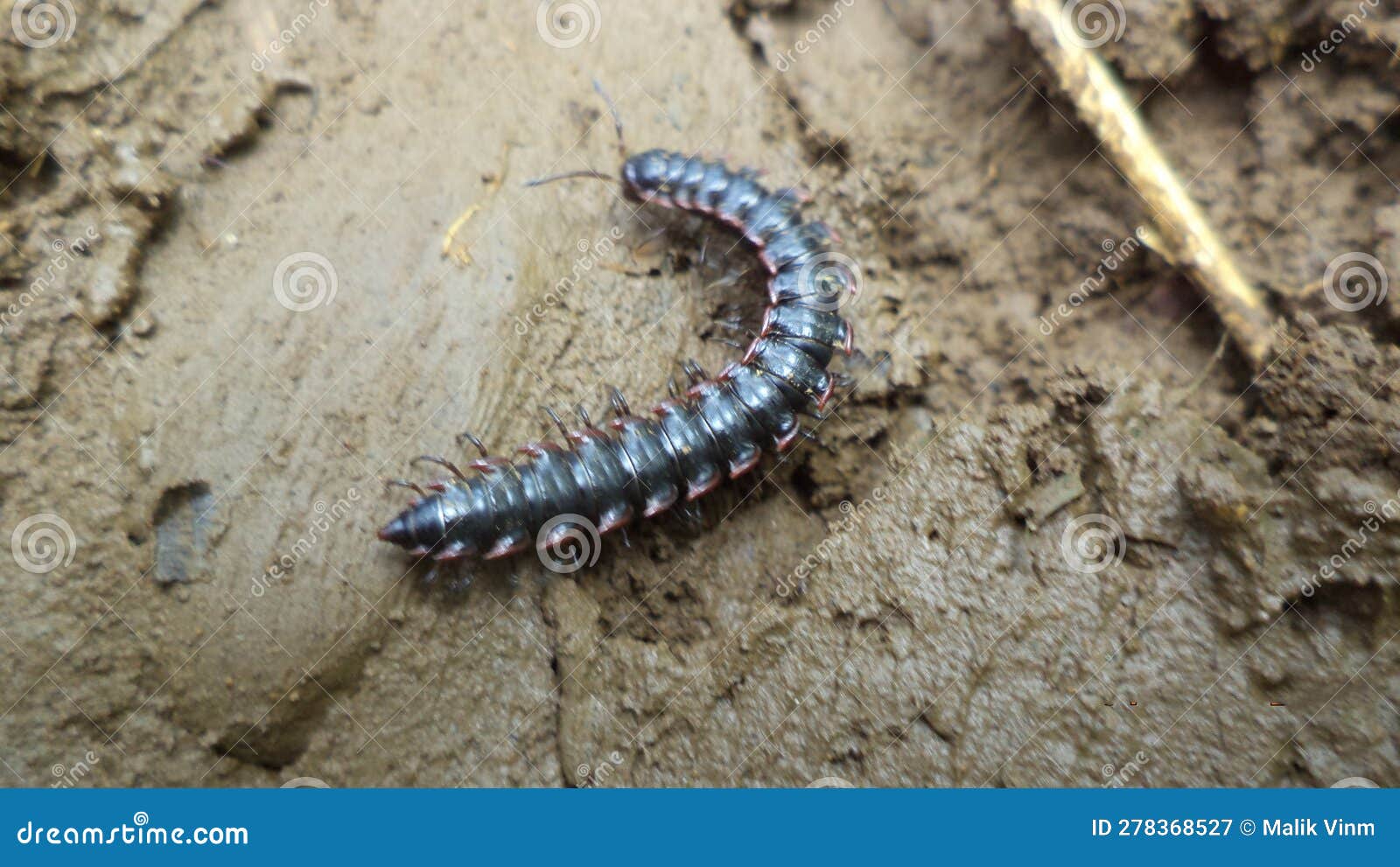 Insects Walking on the Ground Stock Image - Image of wildlife, wood ...