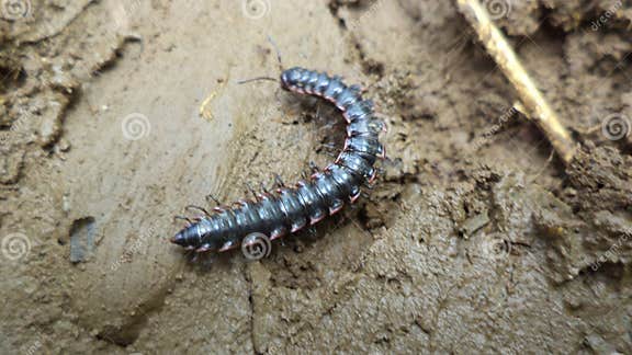 Insects Walking on the Ground Stock Image - Image of wildlife, wood ...