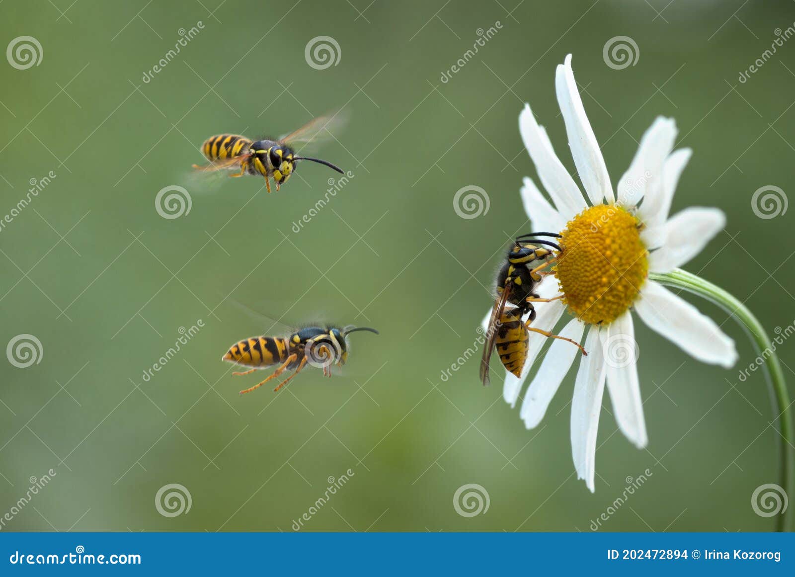 Insects Wasps Flying Around Stock Photo - Image of bees, macro: 202472894