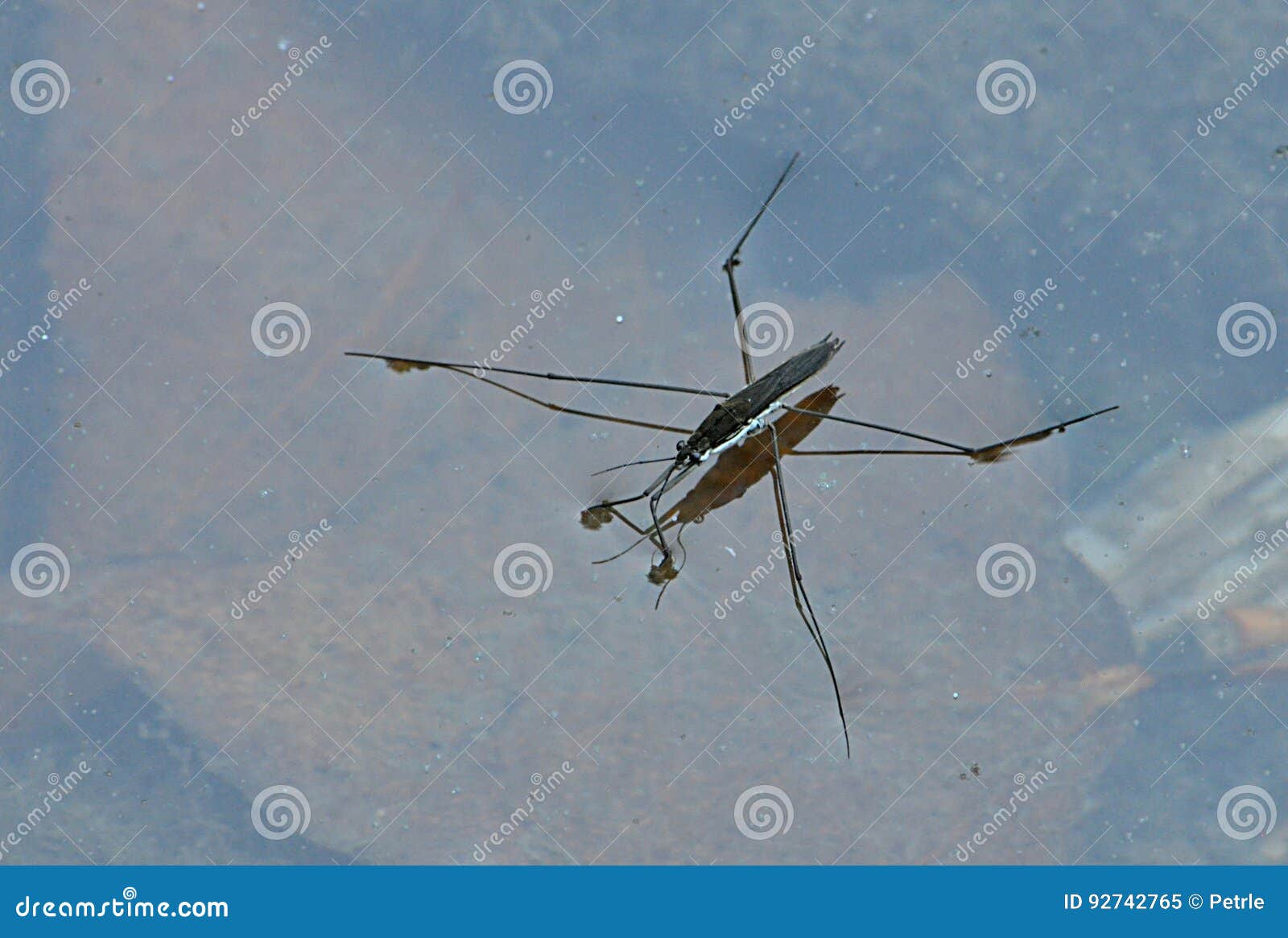 Insects on water surface stock image. Image of animal - 92742765