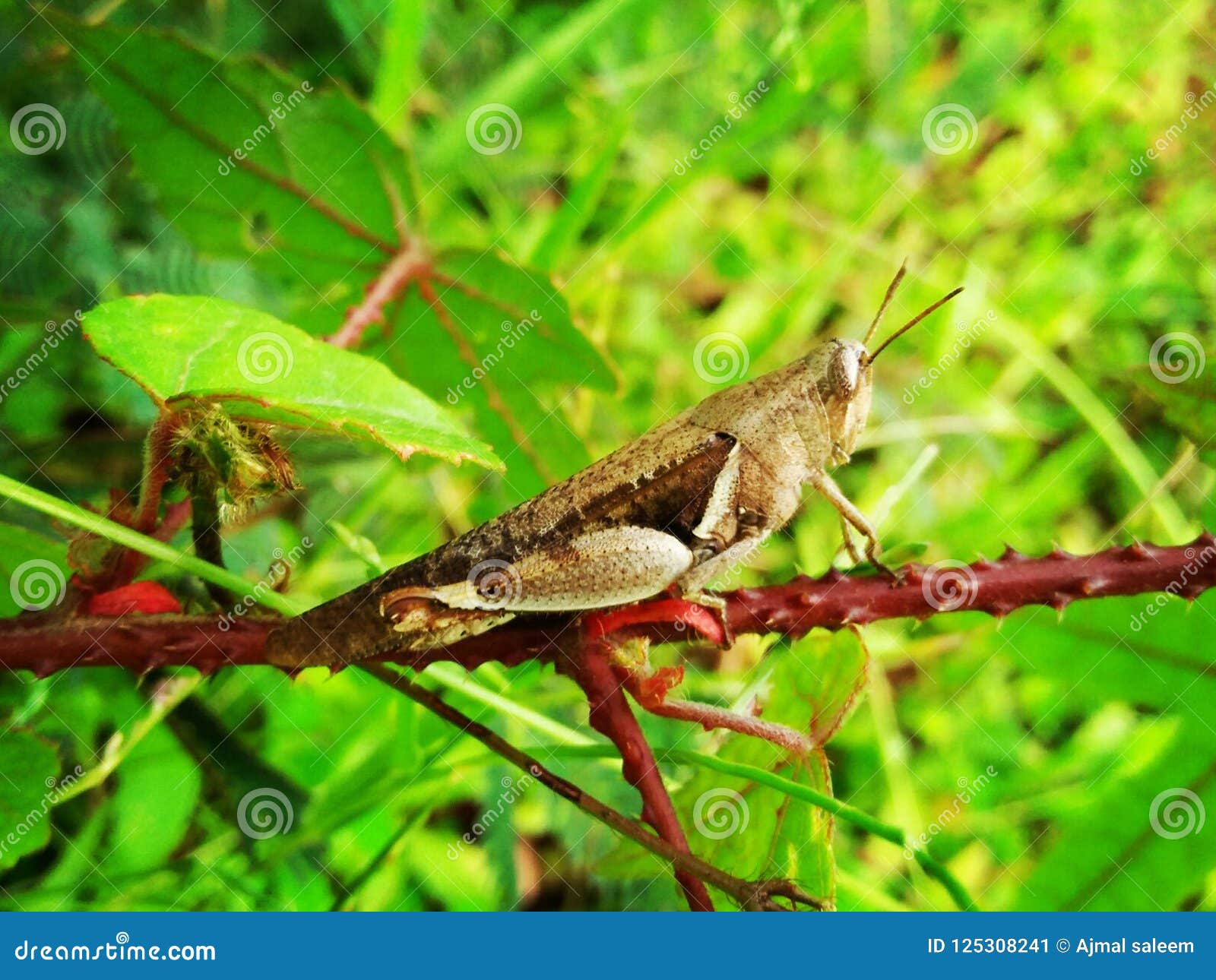 Insects stock image. Image of insects, green, animals - 125308241