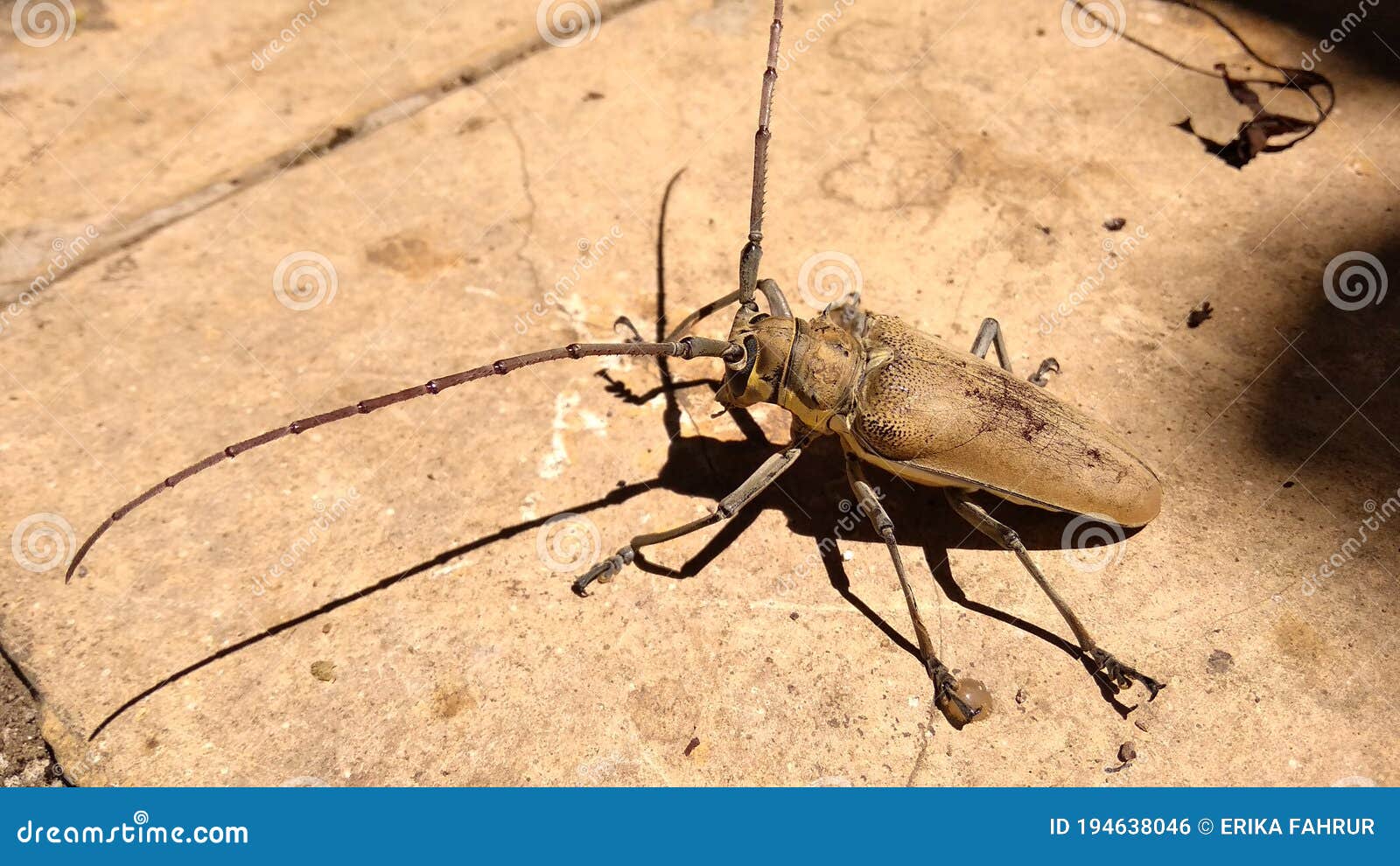 Insects that Will Fly by Taking a Square Stock Photo - Image of square ...