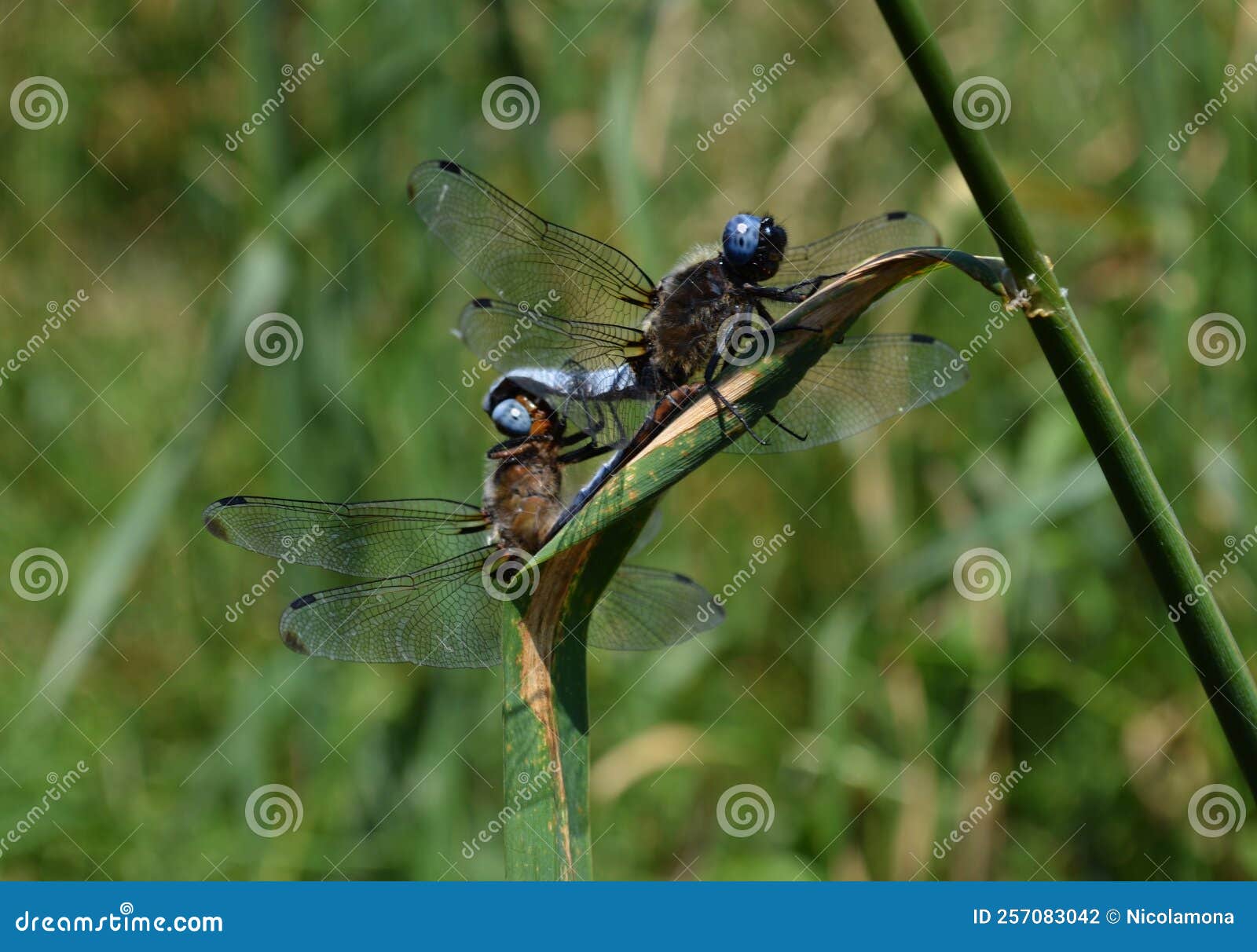 Insects with wings stock photo. Image of green, invertebrate - 257083042