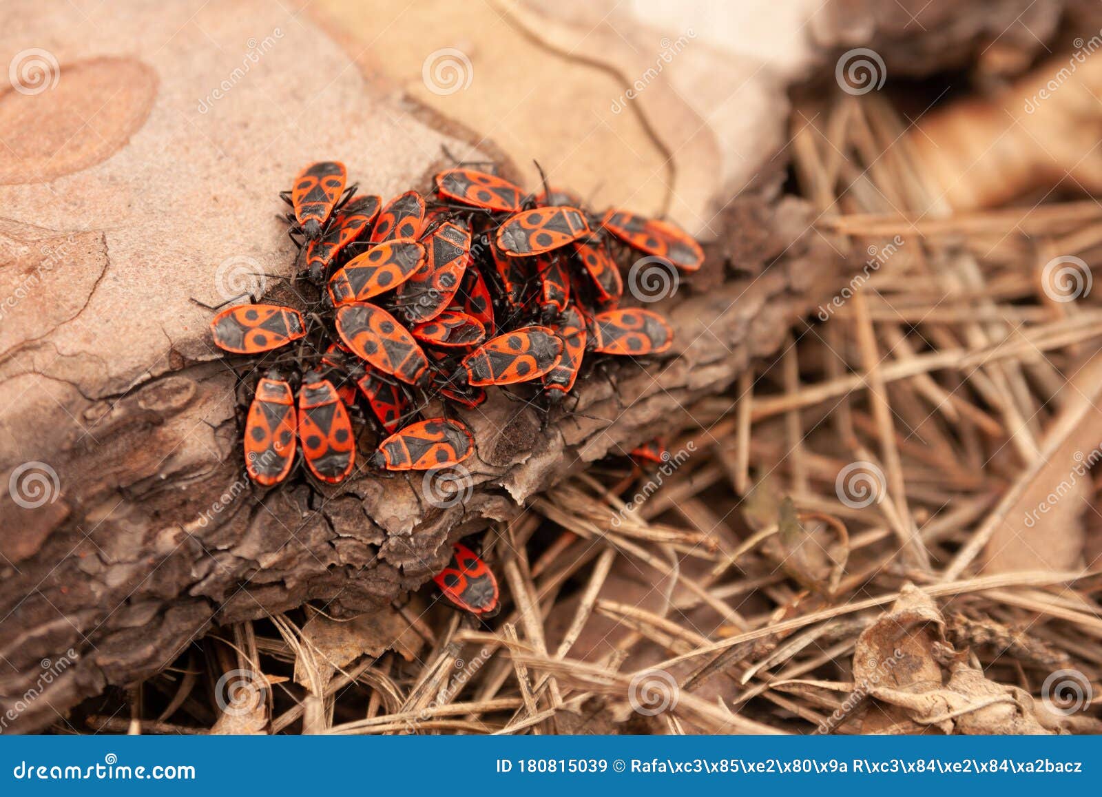 Insects on the wood stock image. Image of engineer, macro - 180815039