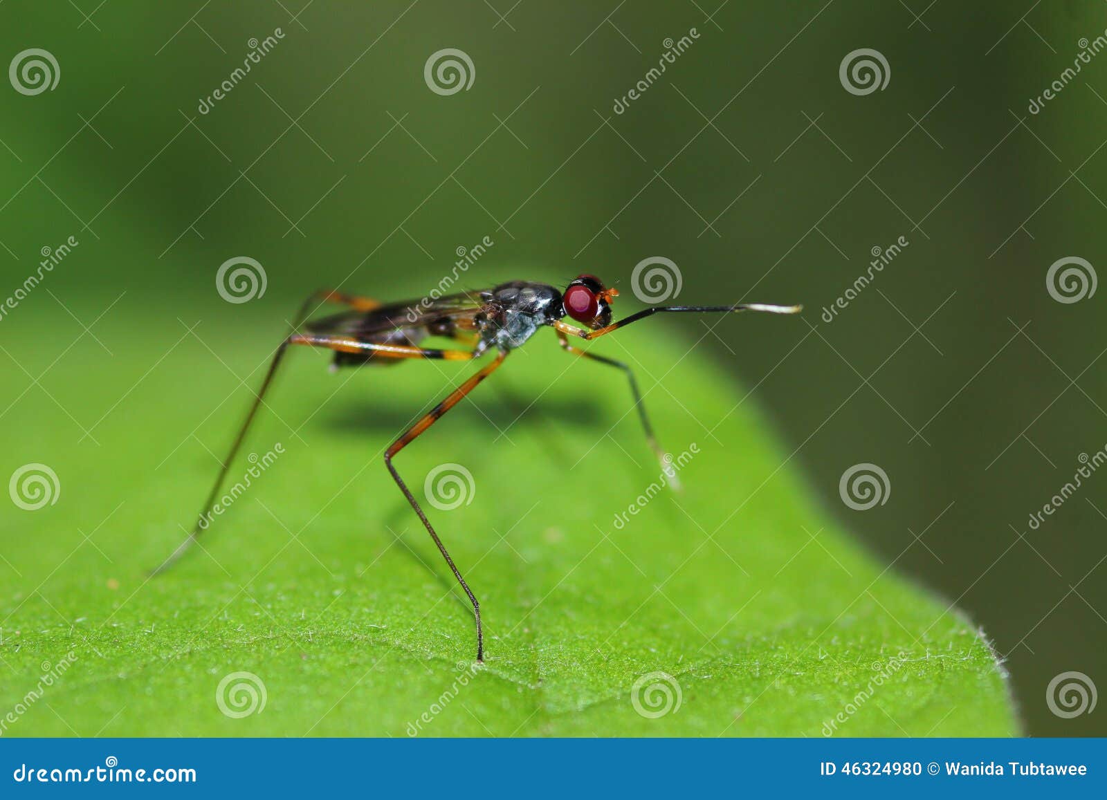 Thousands Of Insects Over The Field Of Flowering Royalty-Free Stock ...
