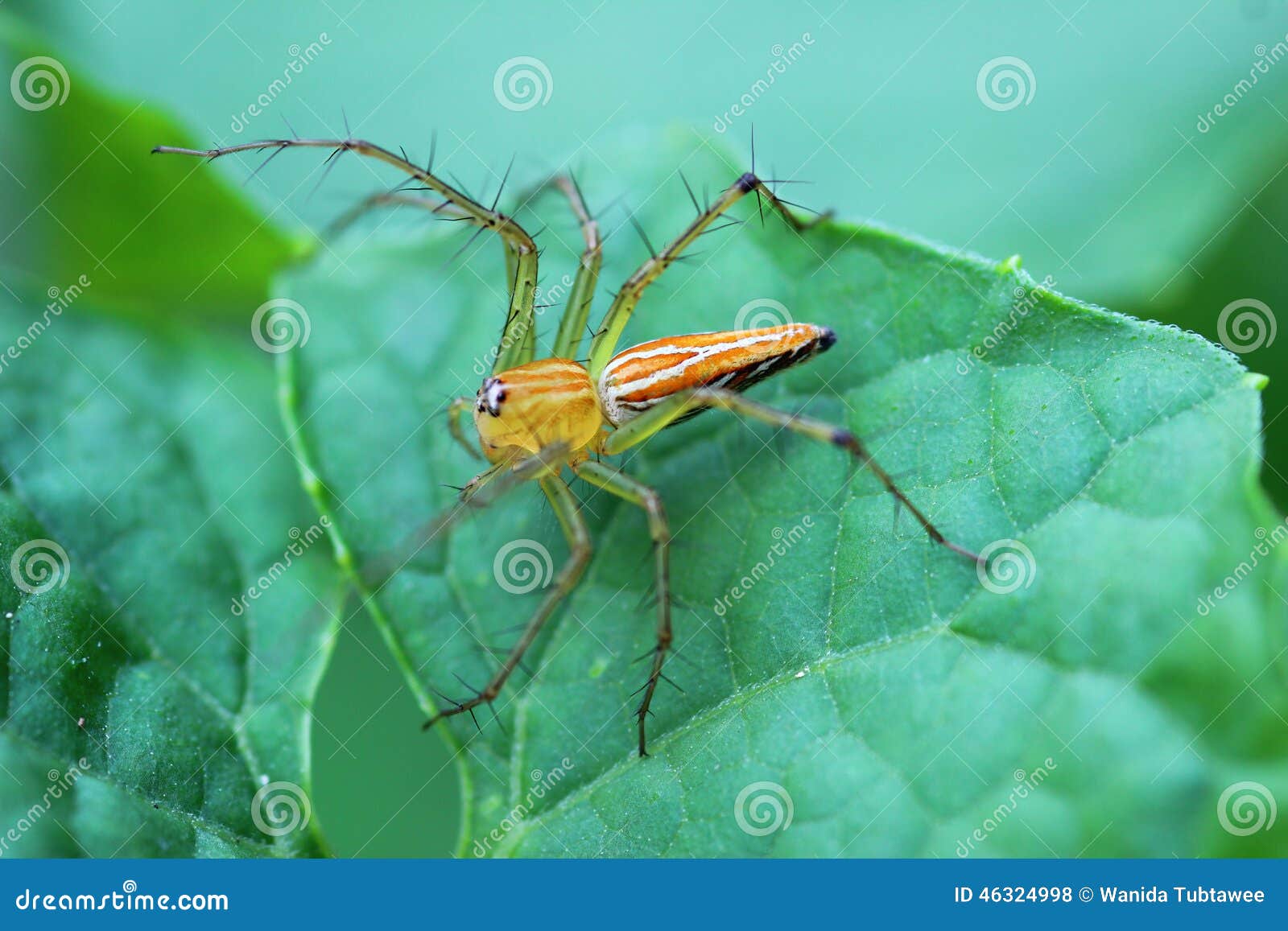 Thousands Of Insects Over The Field Of Flowering Royalty-Free Stock ...