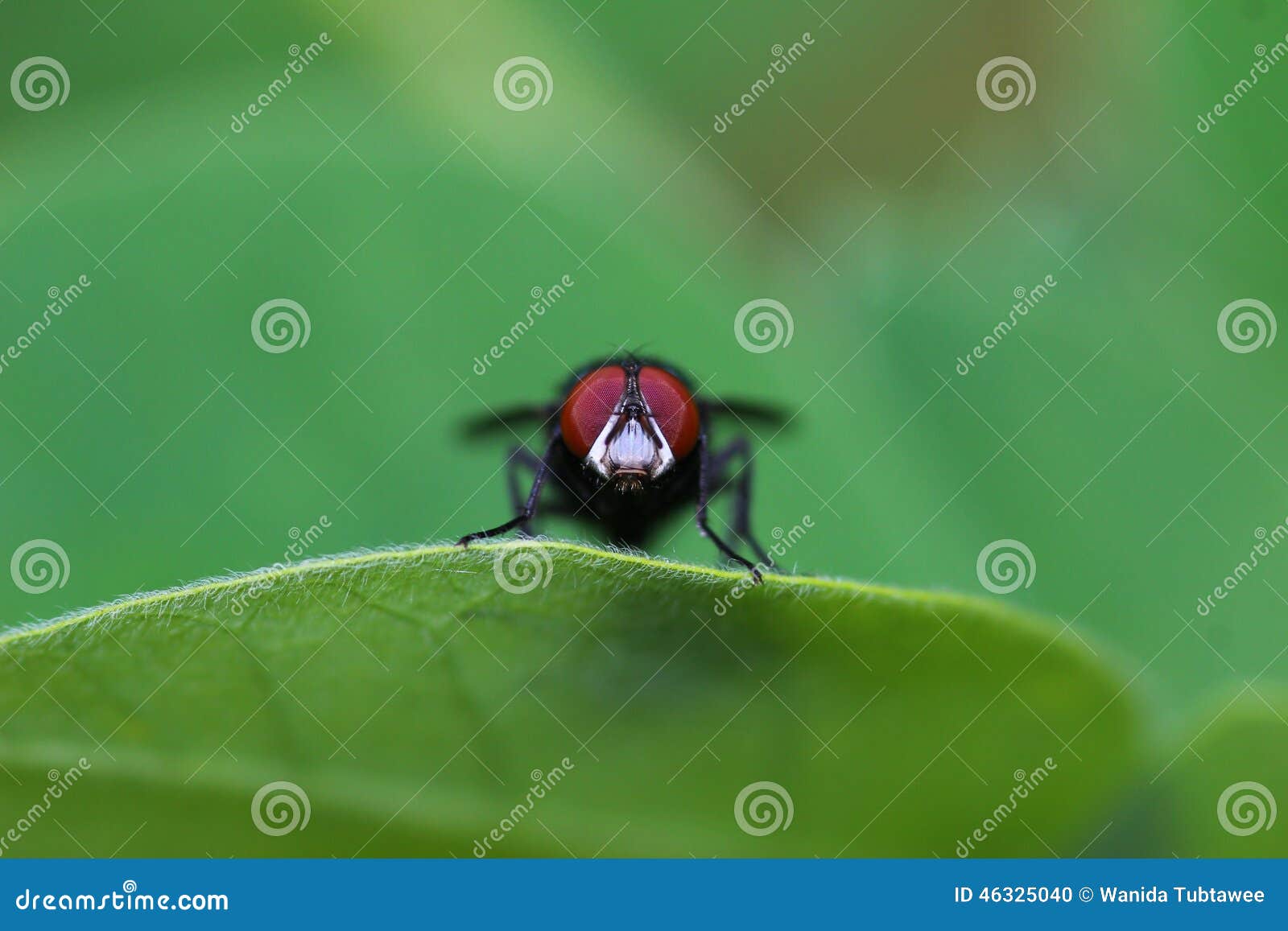 Thousands Of Insects Over The Field Of Flowering Royalty-Free Stock ...