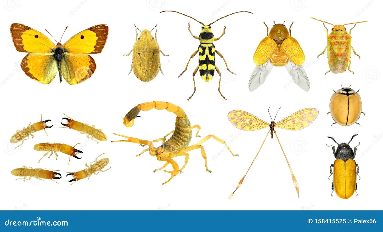 Insects yellow collection stock image. Image of camouflage - 158415525