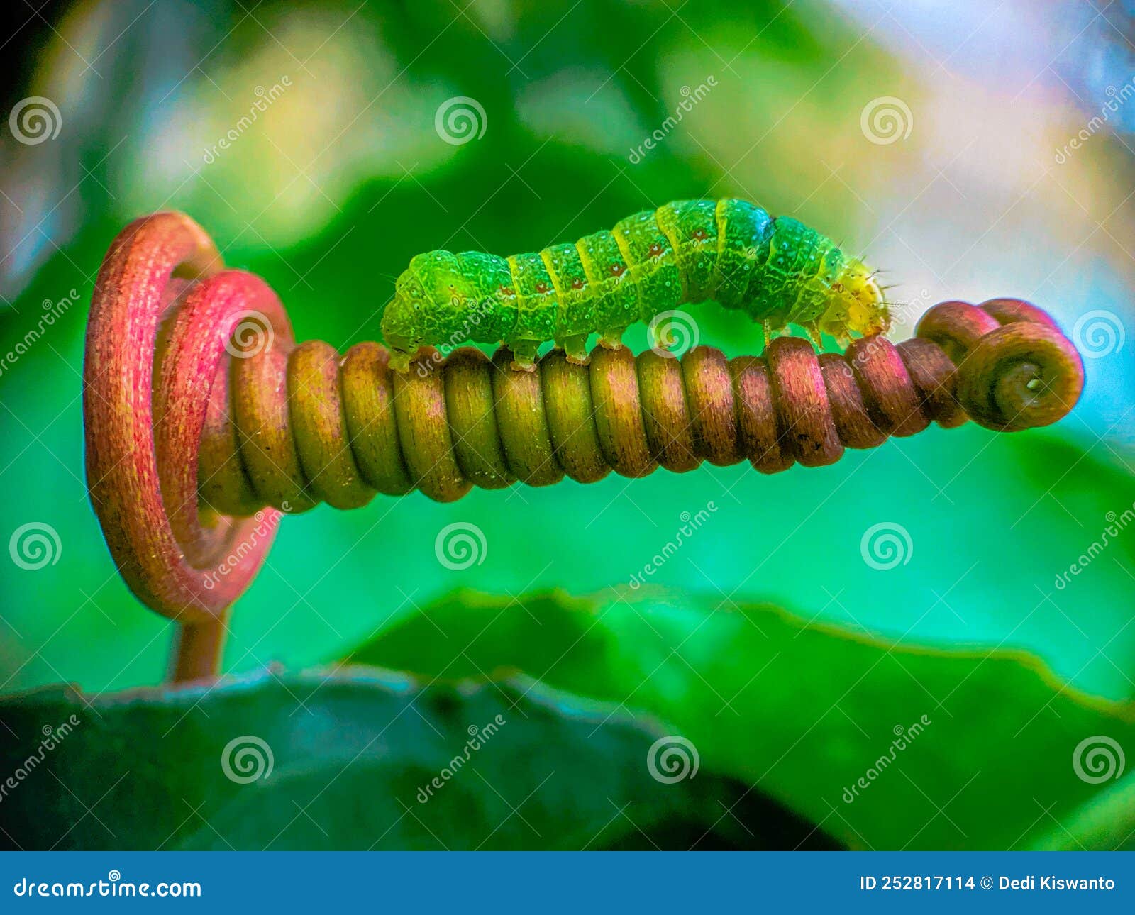 Insects in zoom stock photo. Image of insect, wildlife - 252817114