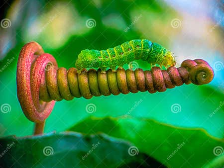 Insects in zoom stock photo. Image of insect, wildlife - 252817114