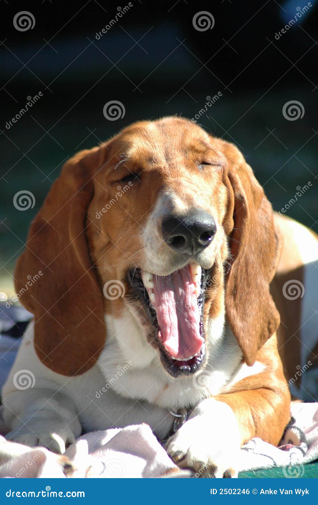 Insegua la risata fotografia stock. Immagine di canini - 2502246