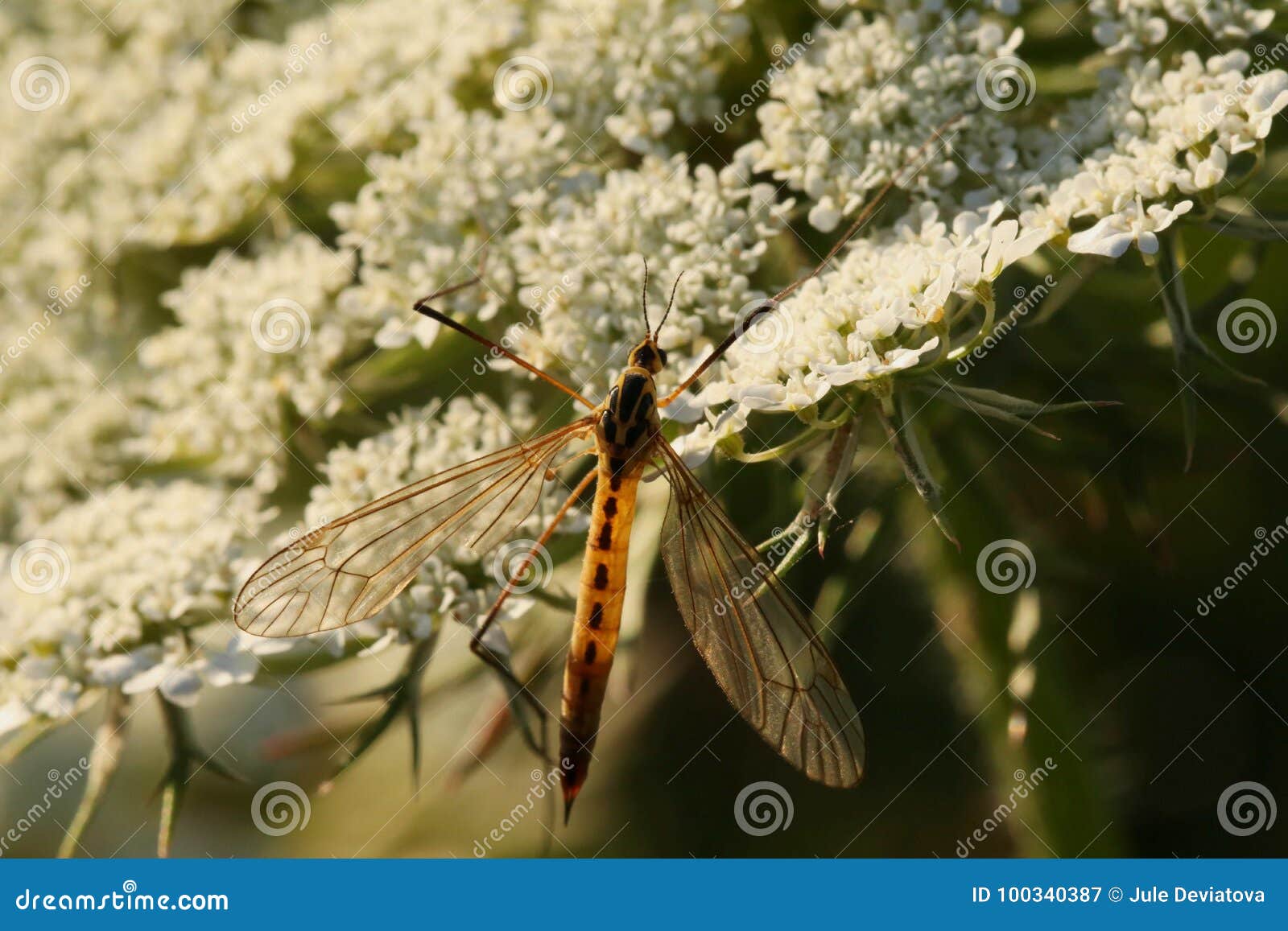 Insekt obraz stock. Obraz złożonej z natura, biologia - 100340387
