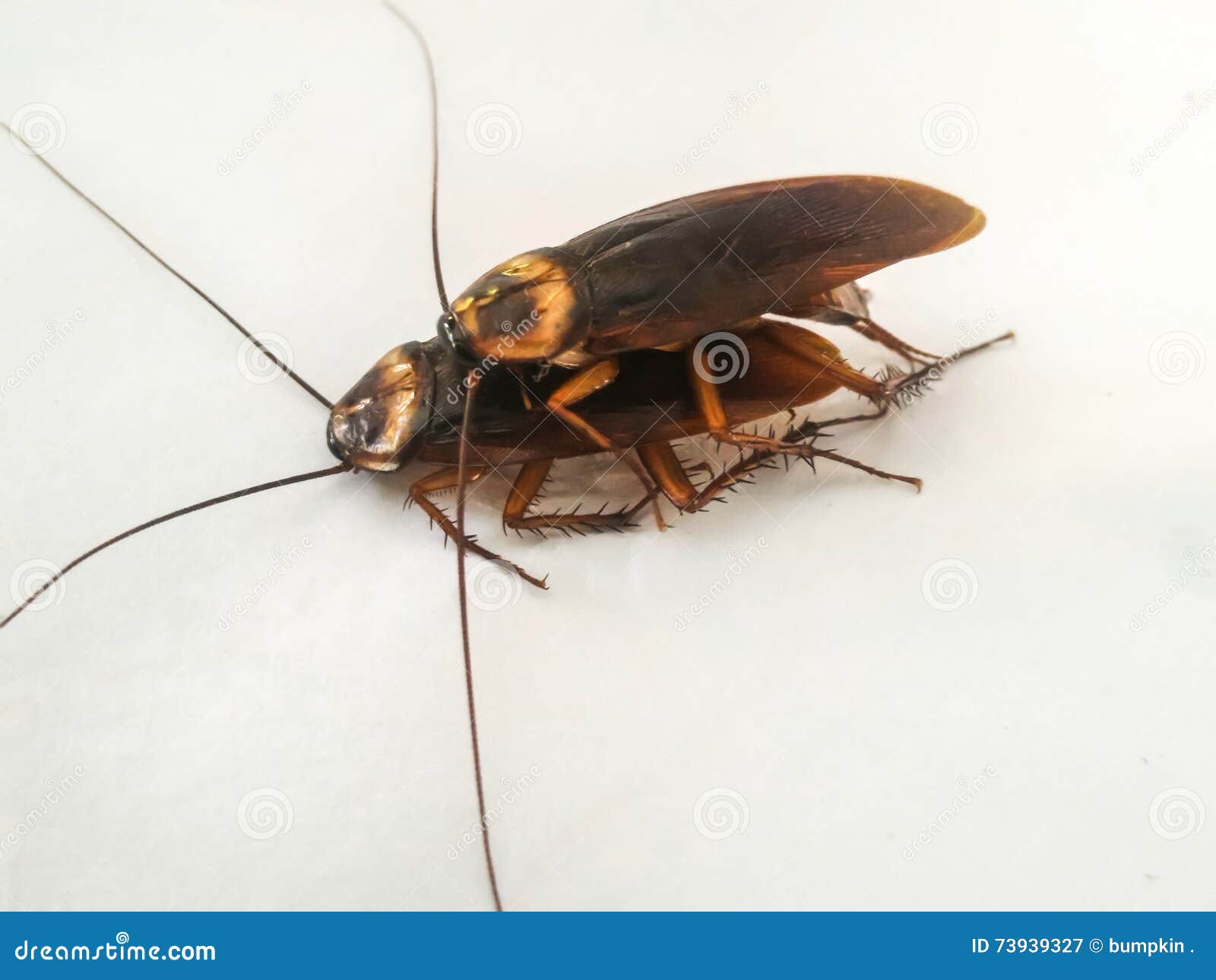 Insekt obraz stock. Obraz złożonej z karakan, ciało, noga - 73939327
