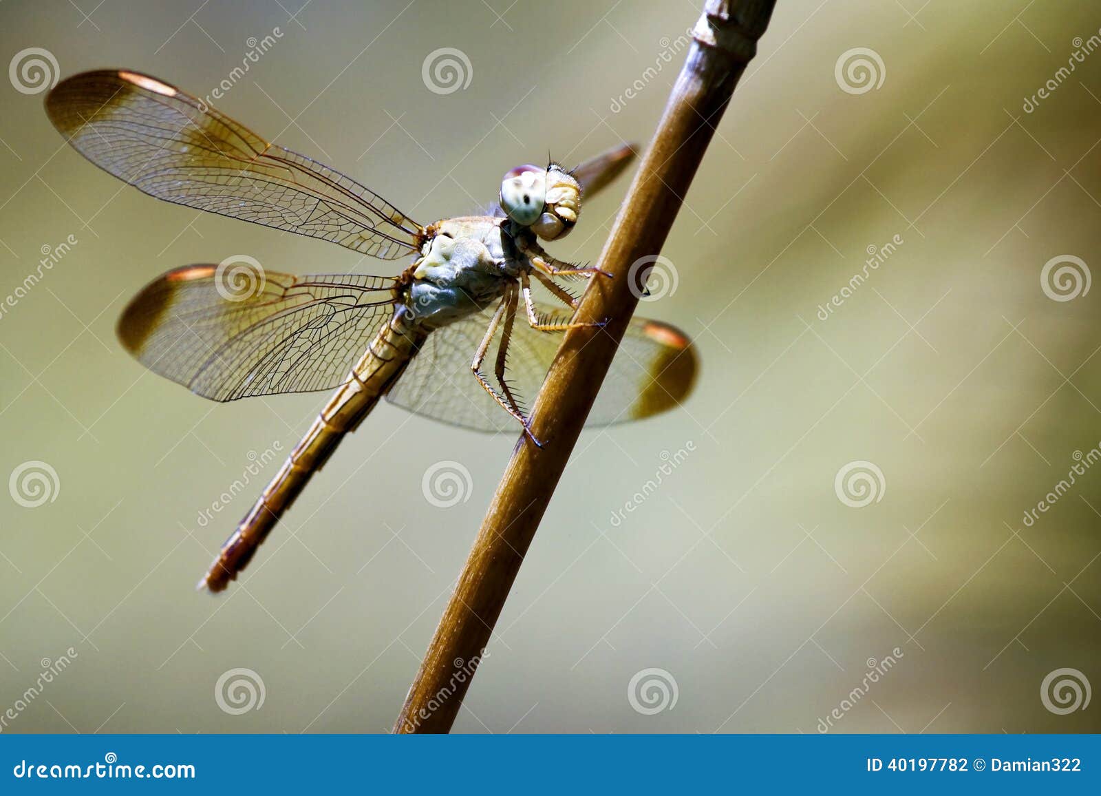 Insekt - Libelle in Australien Stockfoto - Bild von gesicht, gras: 40197782