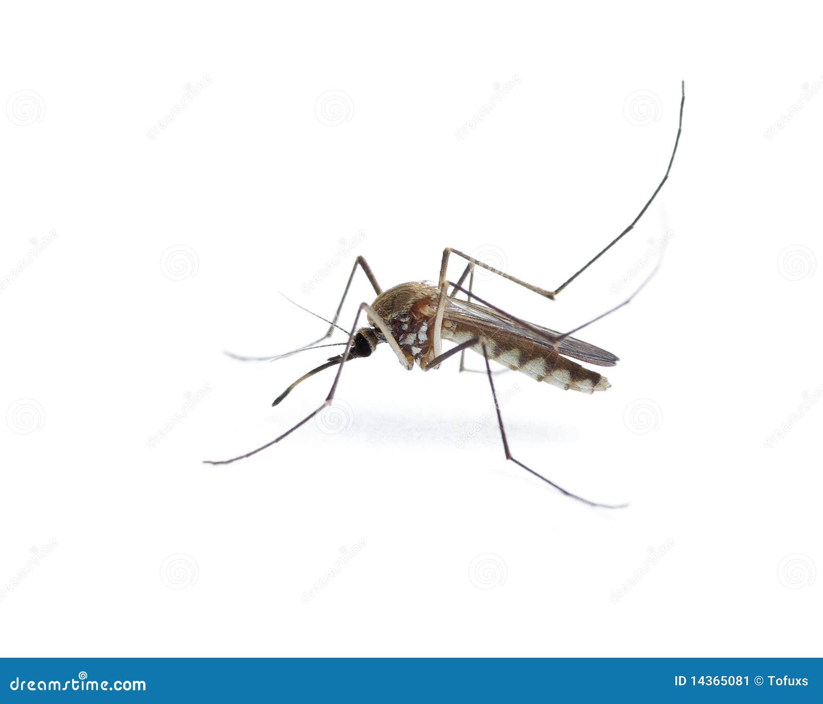 Insekt-Moskito stockbild. Bild von moskito, krankheit - 14365081