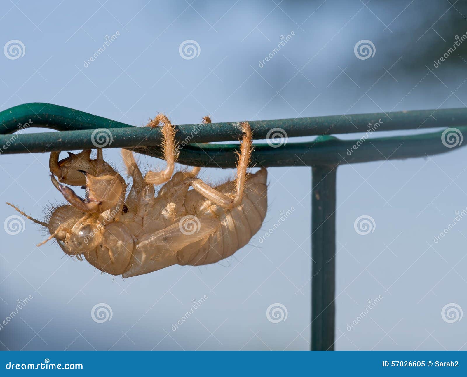 Insekta Exoskeleton Na Ogrodzeniu Obraz Stock - Obraz złożonej z makro ...