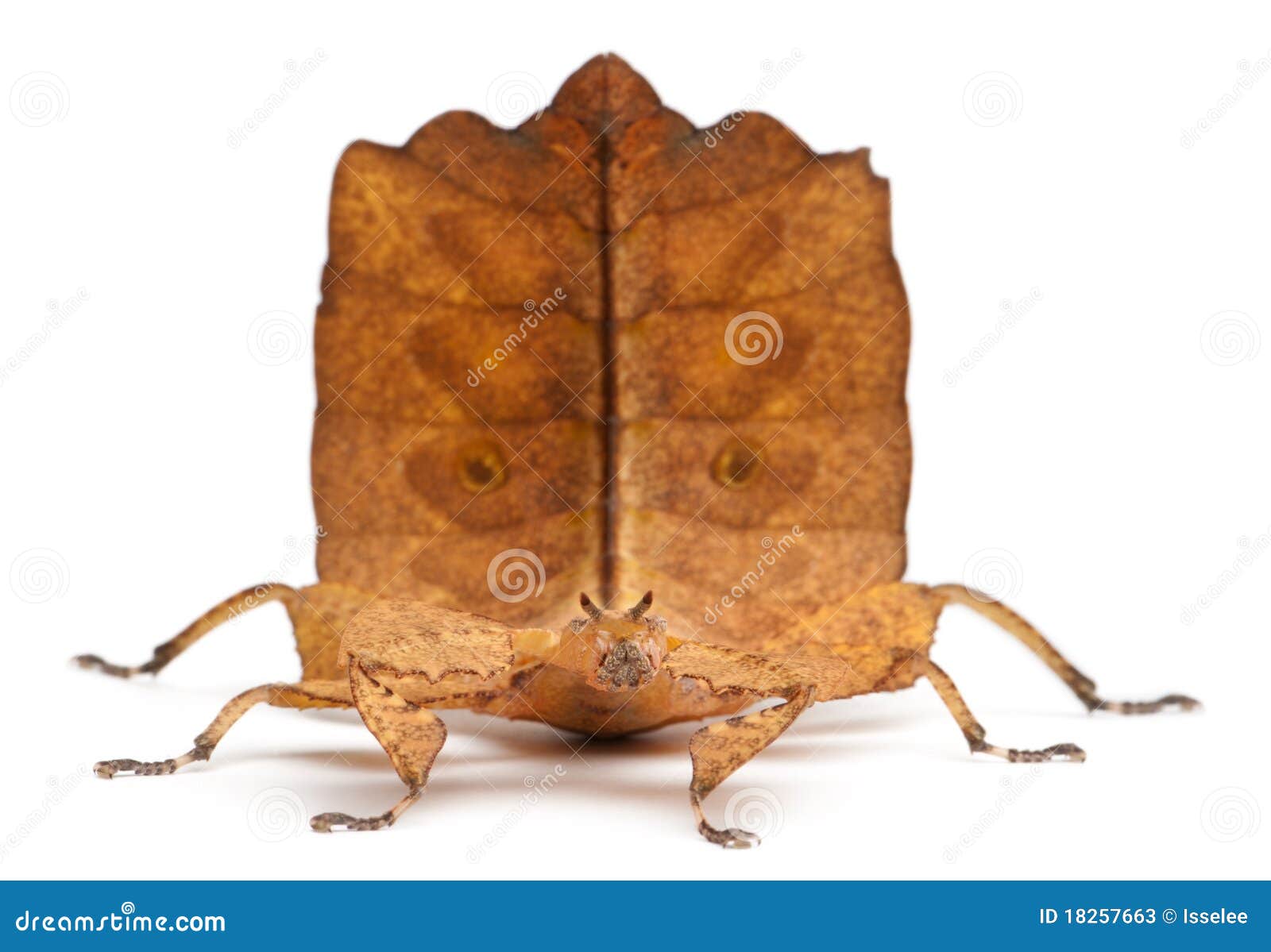 Insekta Phyllium Kija Westwoodii Obraz Stock - Obraz złożonej z ...