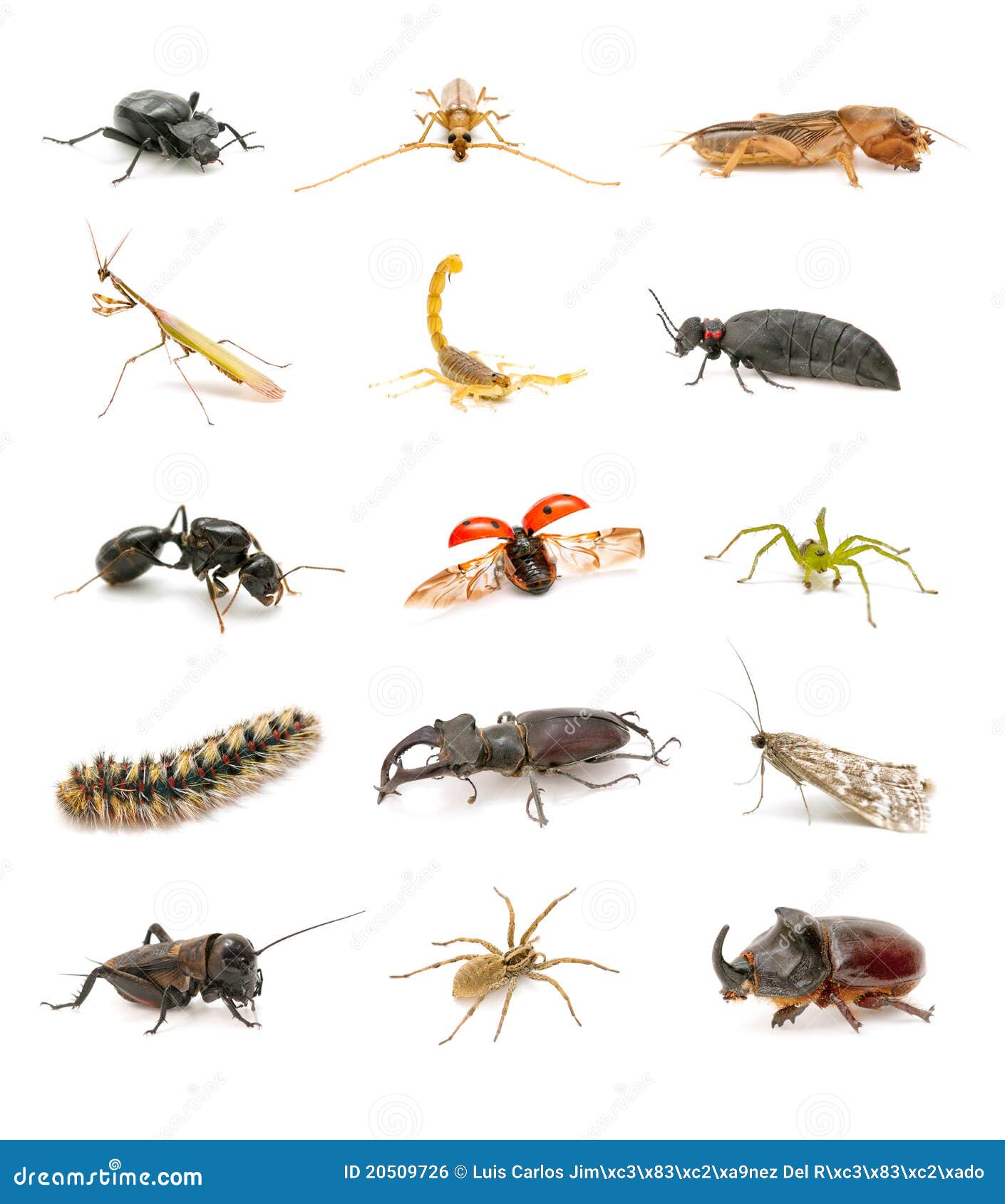 Insekte stockfoto. Bild von ansammlung, käfer, nave, tiere - 20509726