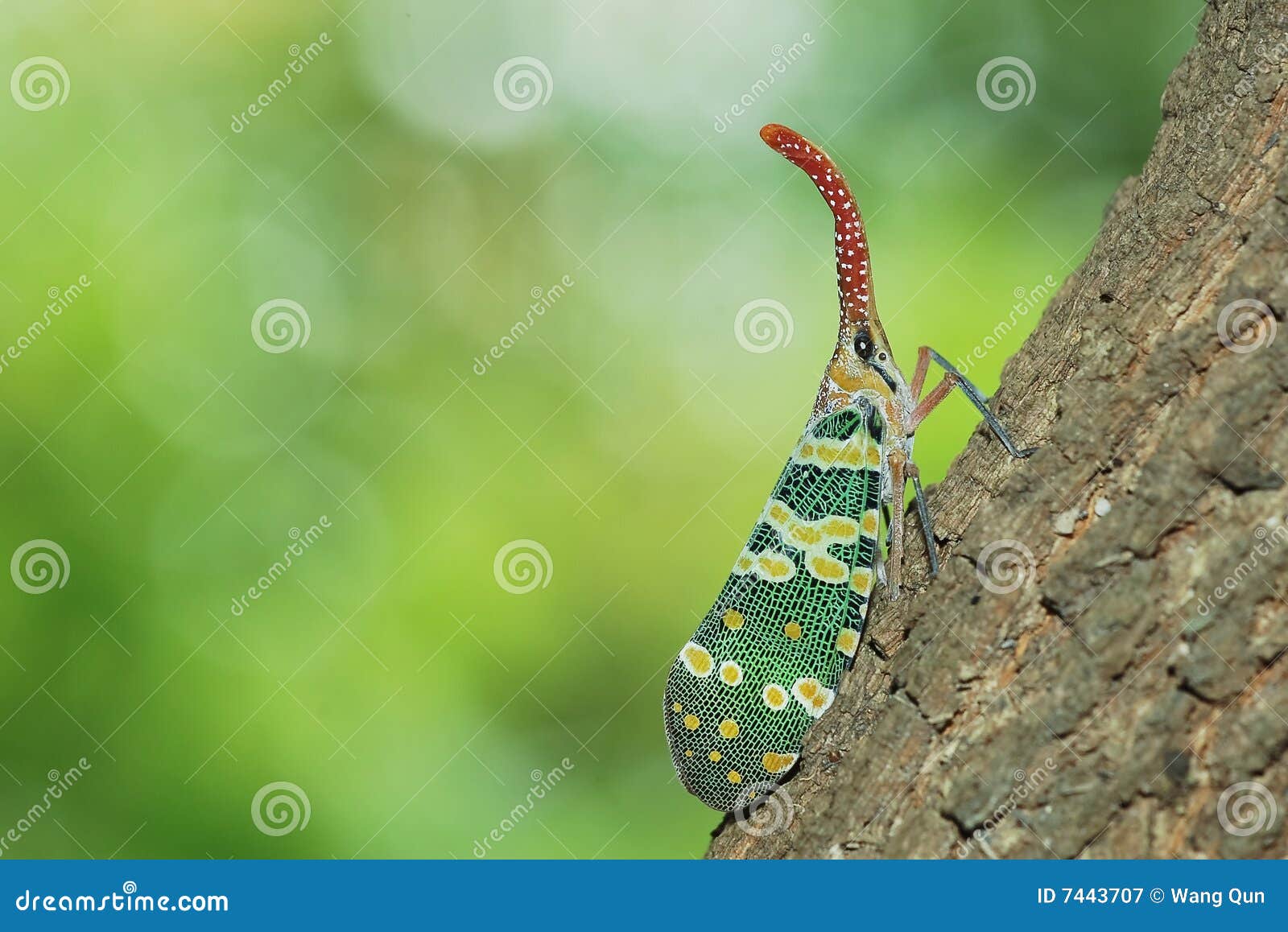 Insekte stockbild. Bild von flügel, fleck, betrieb, tiere - 7443707