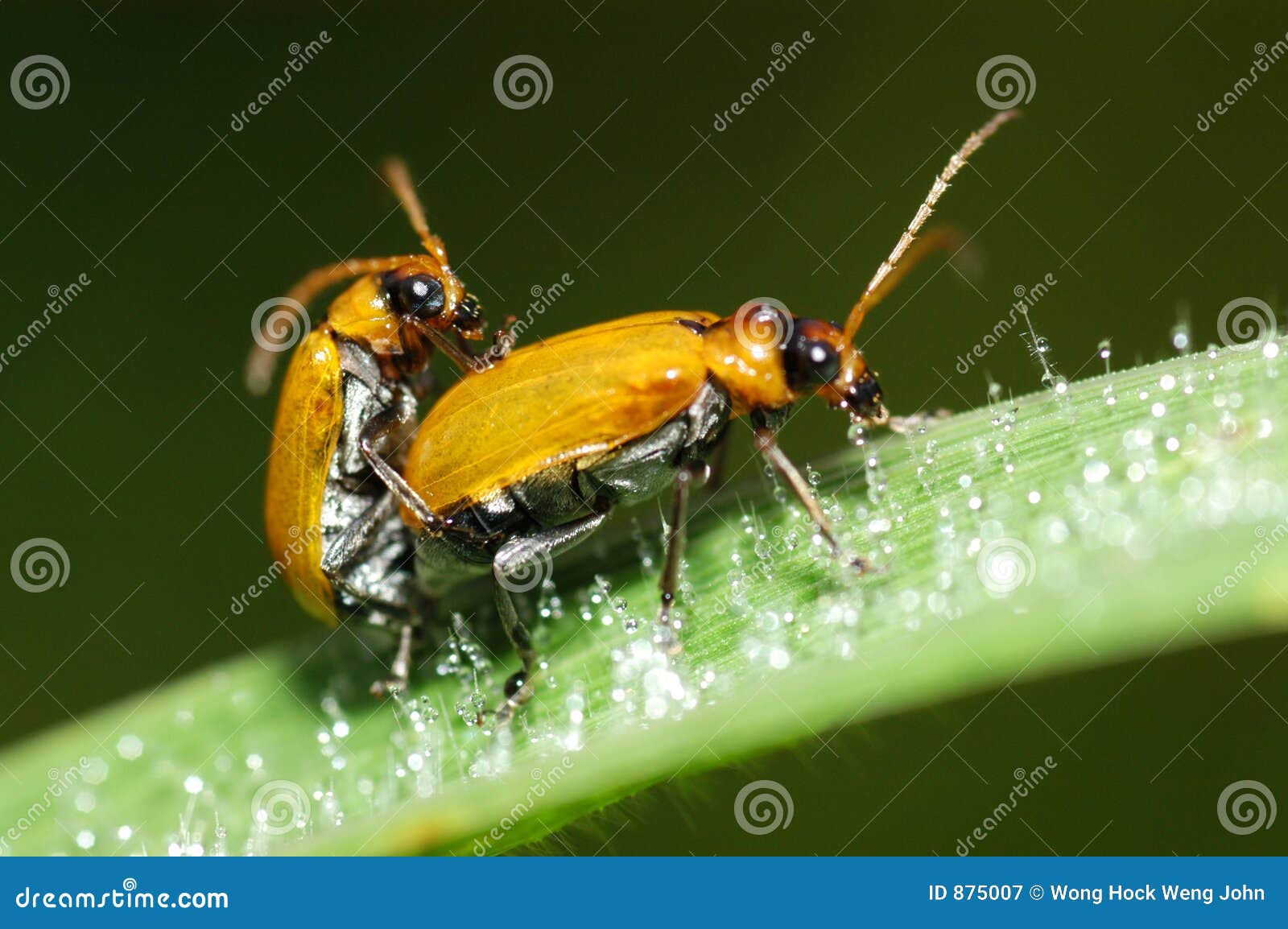 Insekte stockbild. Bild von tröpfchen, parks, nave, insekte - 875007