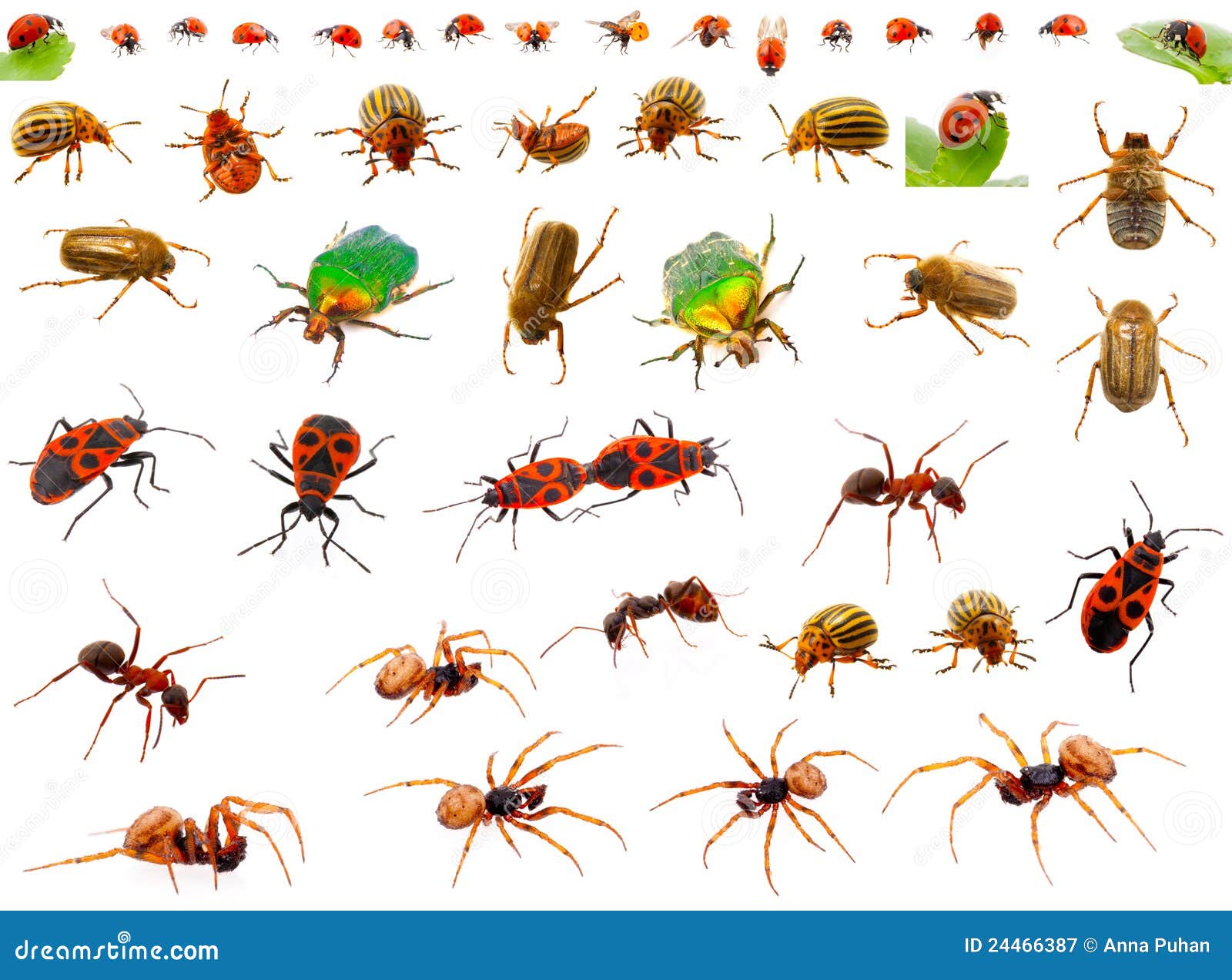 Insekte eingestellt stockbild. Bild von wild, insekt - 24466387