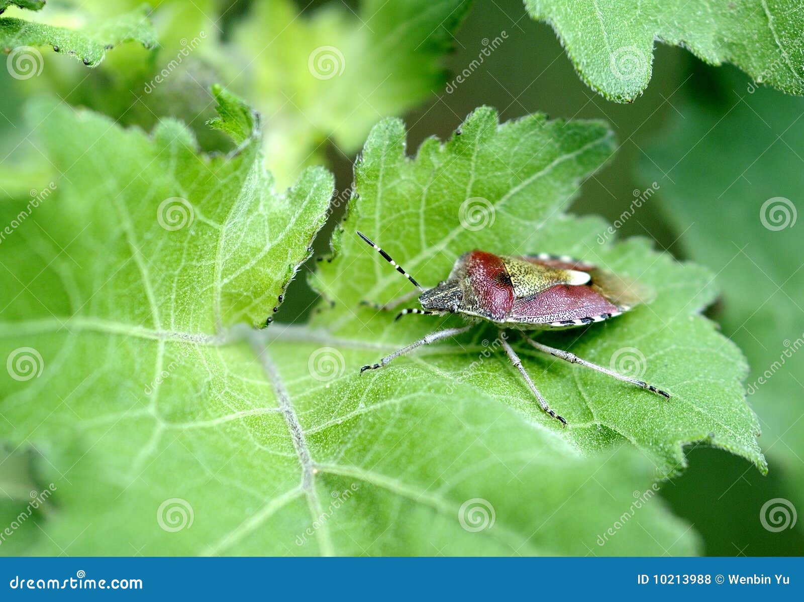 Insekte, pentatomidae stockfoto. Bild von crawlies, insekte - 10213988
