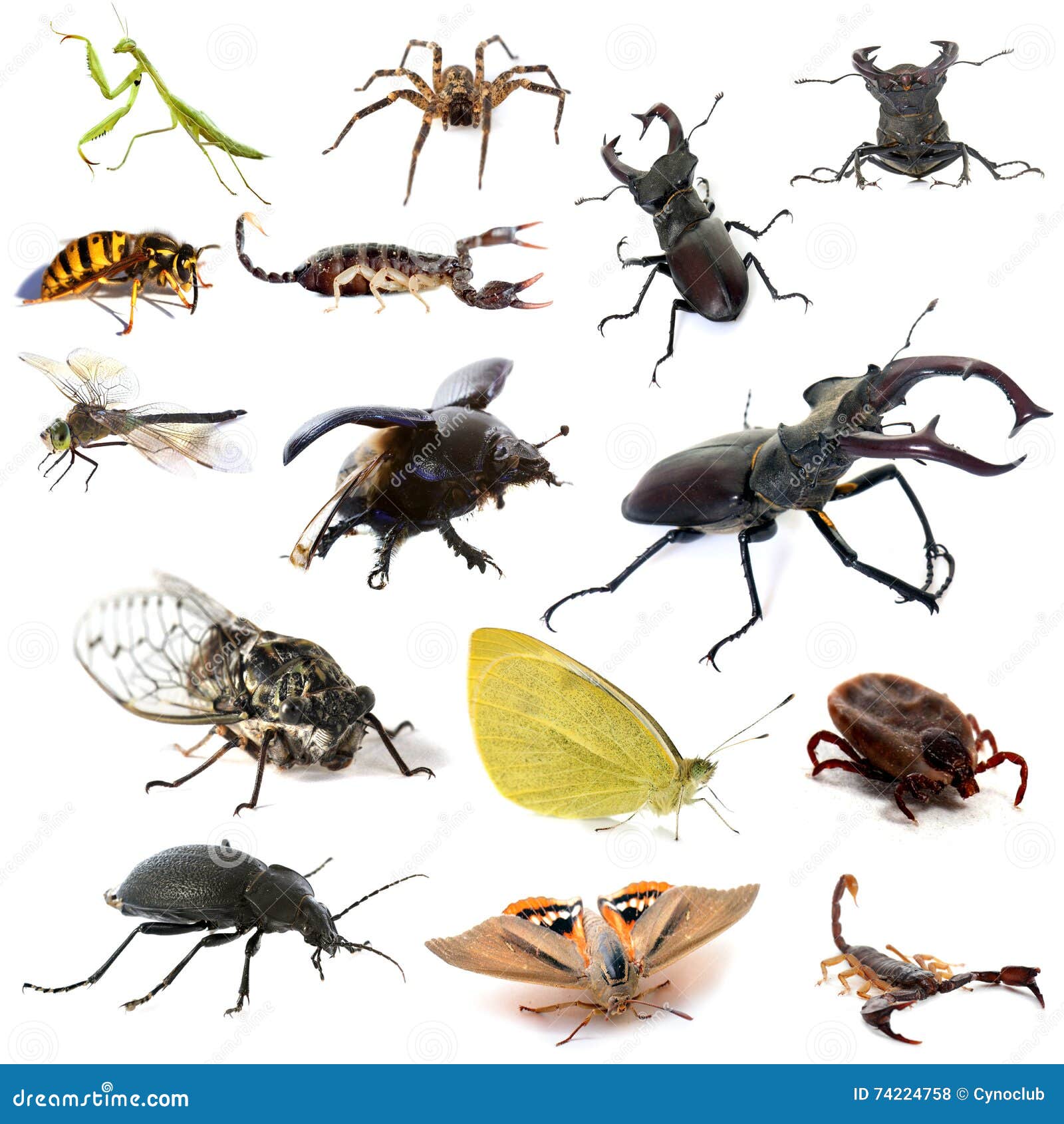 Insekte und Skorpione stockfoto. Bild von libellen, exoskelett - 74224758