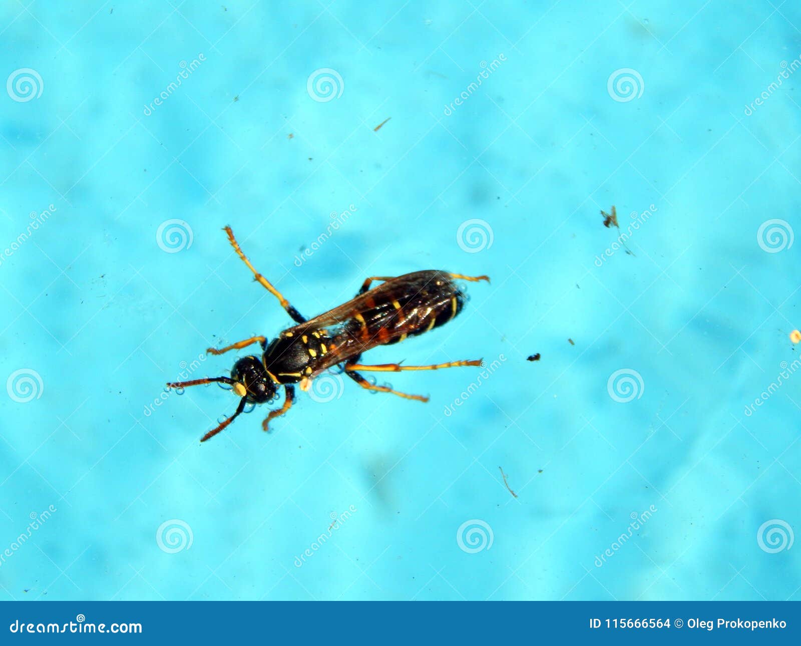 Insekten schwimmen im Pool stockfoto. Bild von hintergrund - 115666564