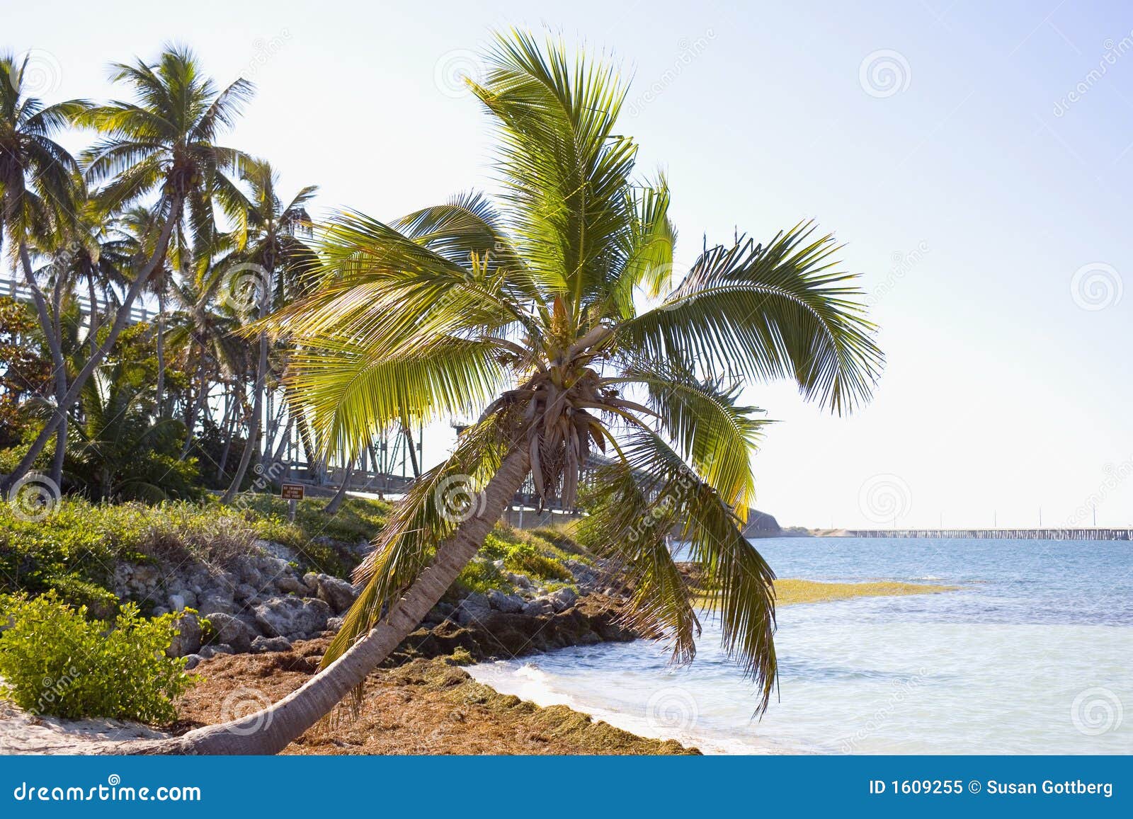 Insel-Palmen stockbild. Bild von strände, bahia, honda - 1609255