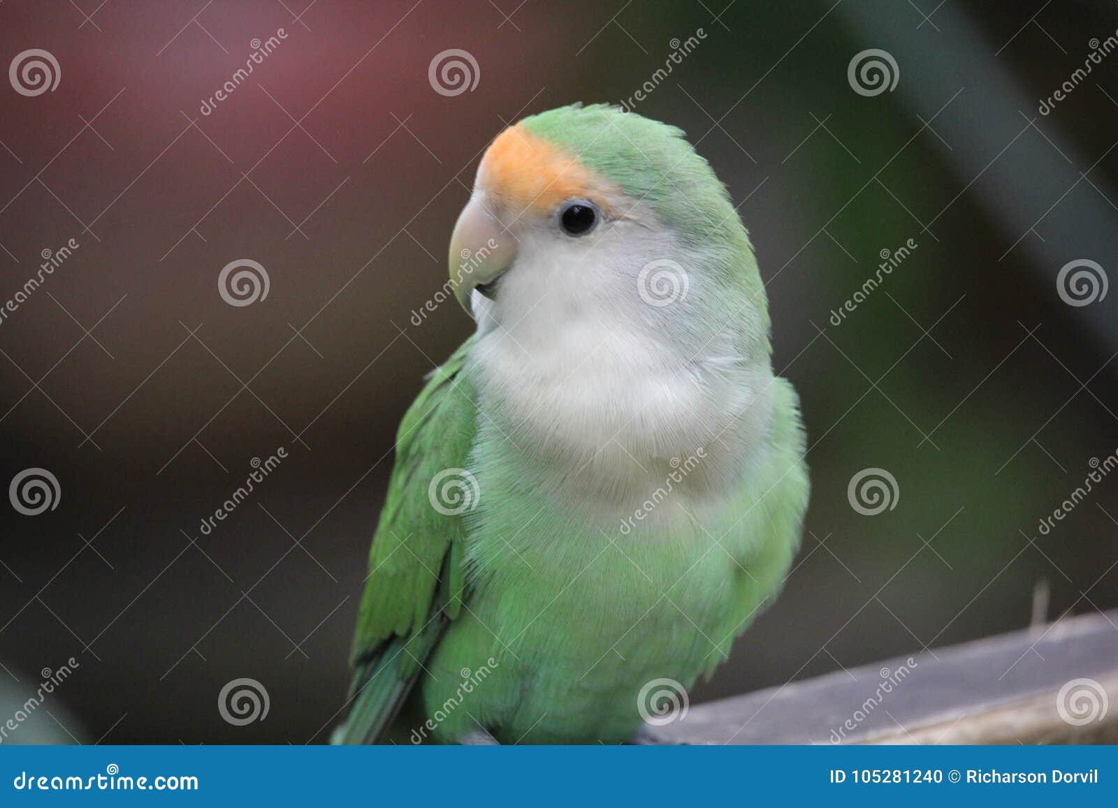 Inseparable foto de archivo. Imagen de asombroso, cubo - 105281240