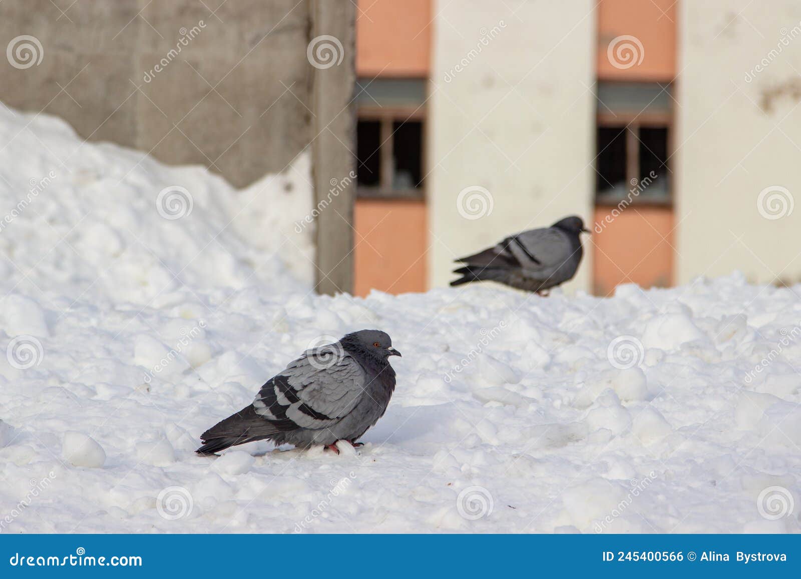 Inseparable pair of doves stock photo. Image of animal - 245400566