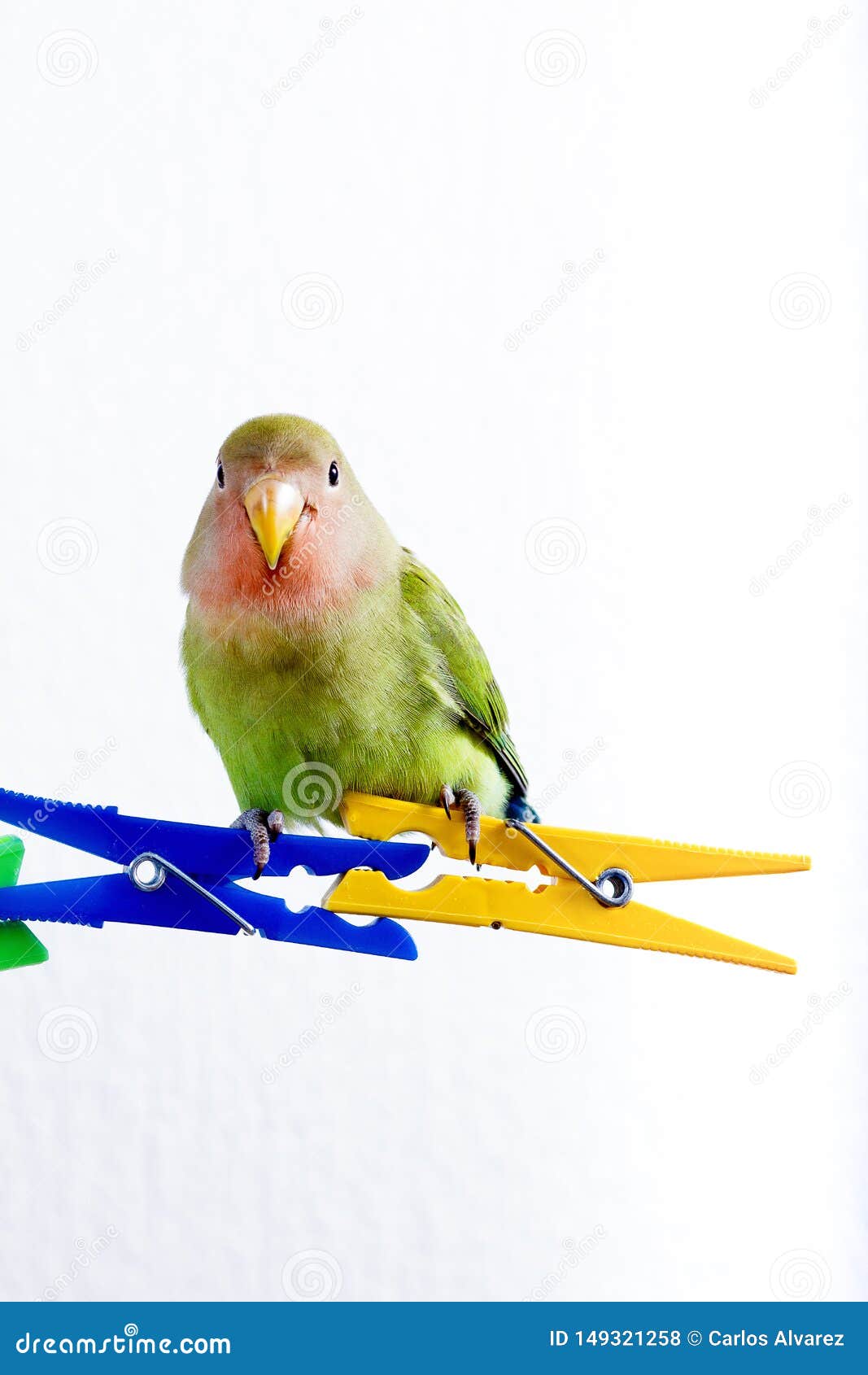 Inseparable stock photo. Image of feather, isolate, african - 149321258