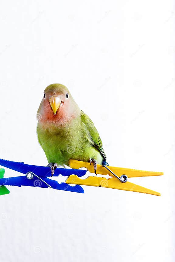 Inseparable stock photo. Image of feather, isolate, african - 149321258