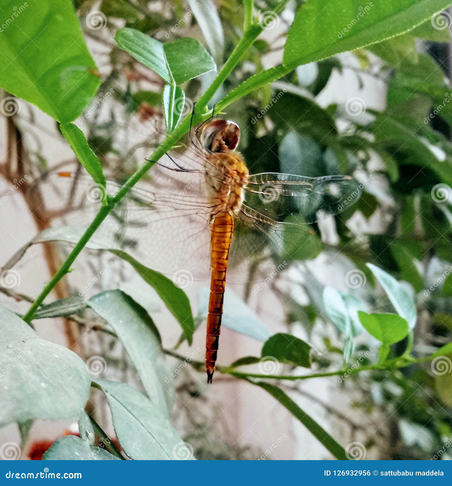 Insert stock photo. Image of leaf, insert, branch, green - 126932956