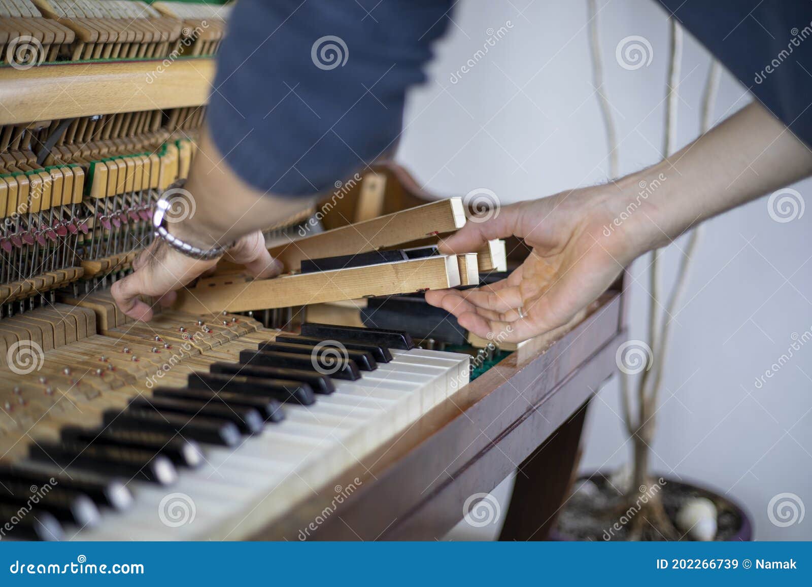 Insert Piano Keys, Piano Tuning, Tuner, Musical., Horizontal Stock ...