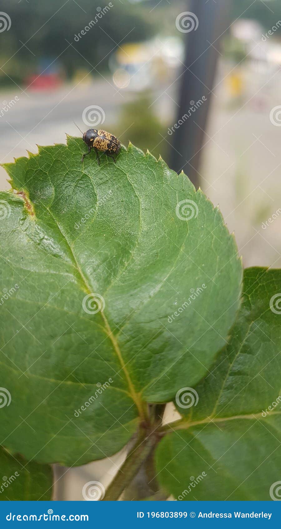 Inset Greenpeace plant stock image. Image of leaf, plant - 196803899
