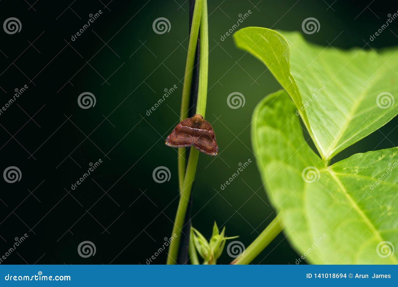 Inset Resting in a Plant String Stock Photo - Image of inset, spring ...